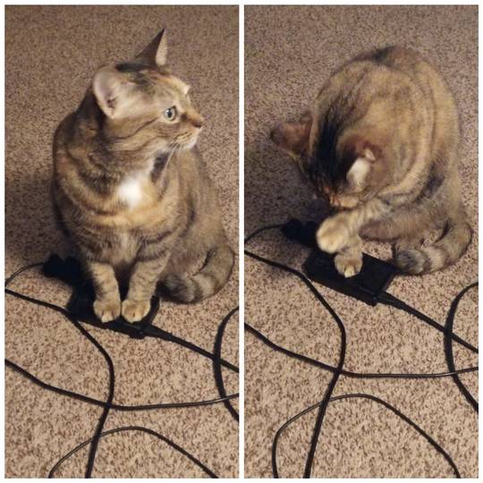 That's my laptop power brick she's half sitting on. | Scrolller
