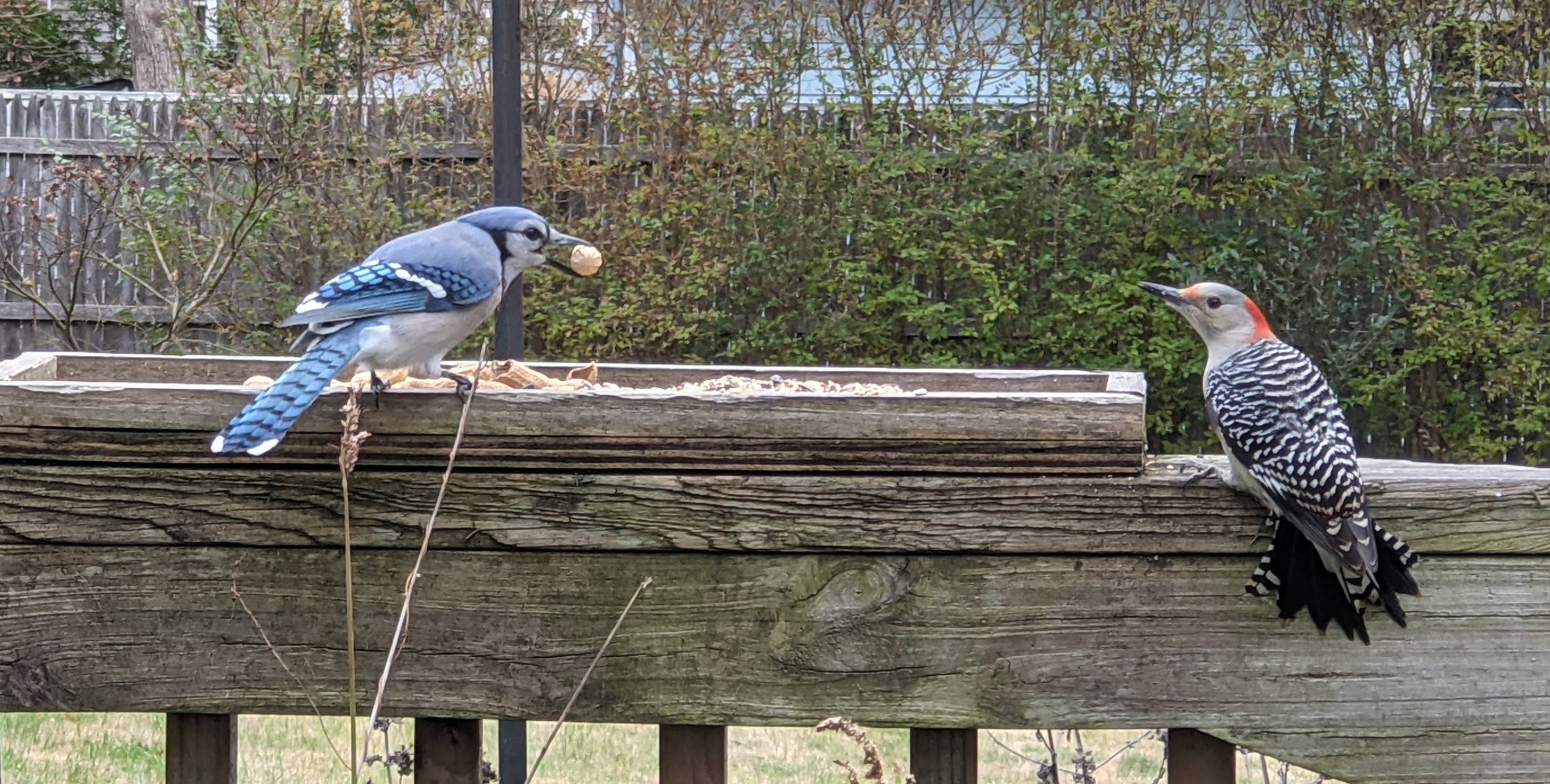 That's my peanut | Scrolller