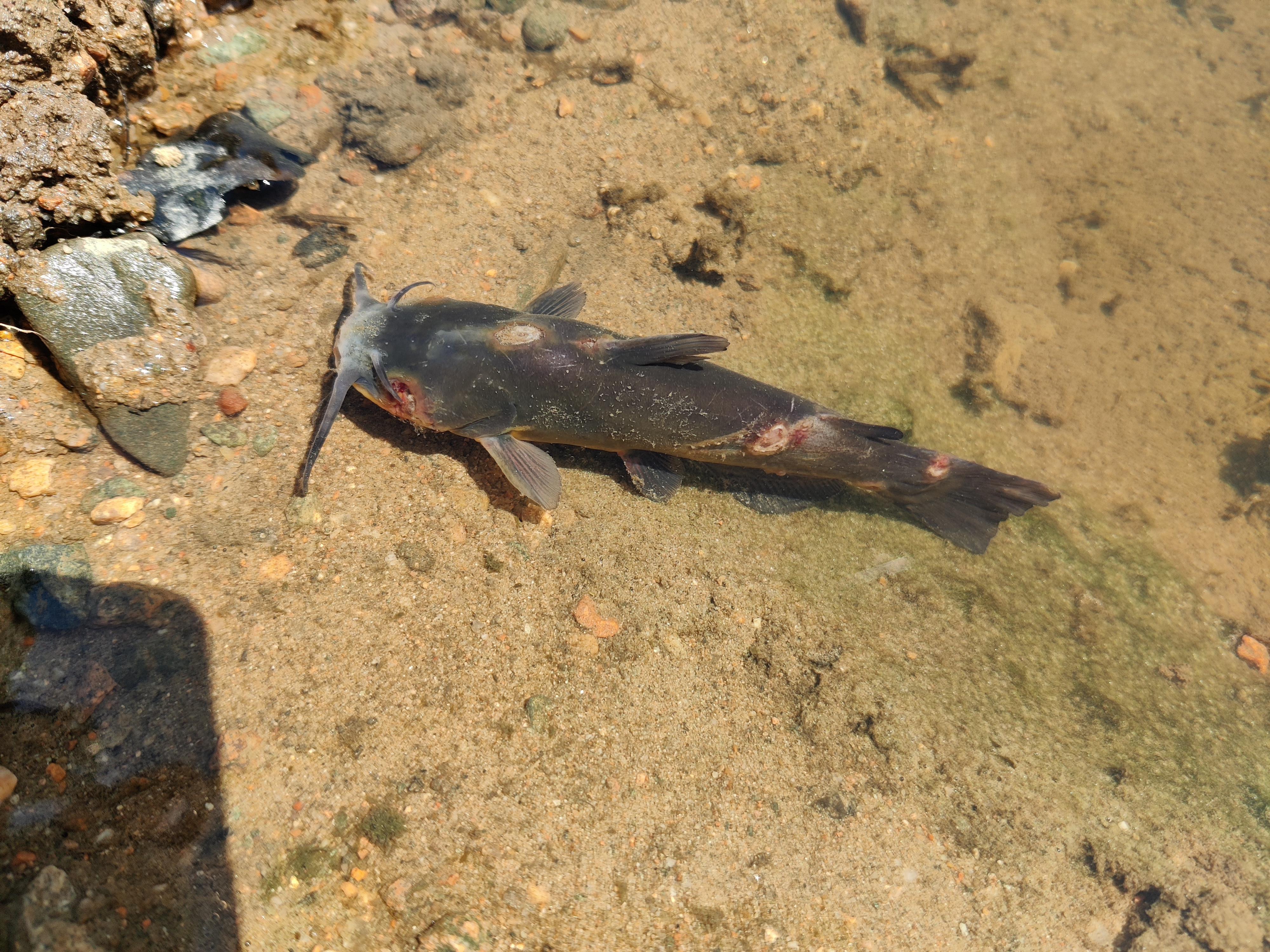 The battle scars of this cat fish. | Scrolller