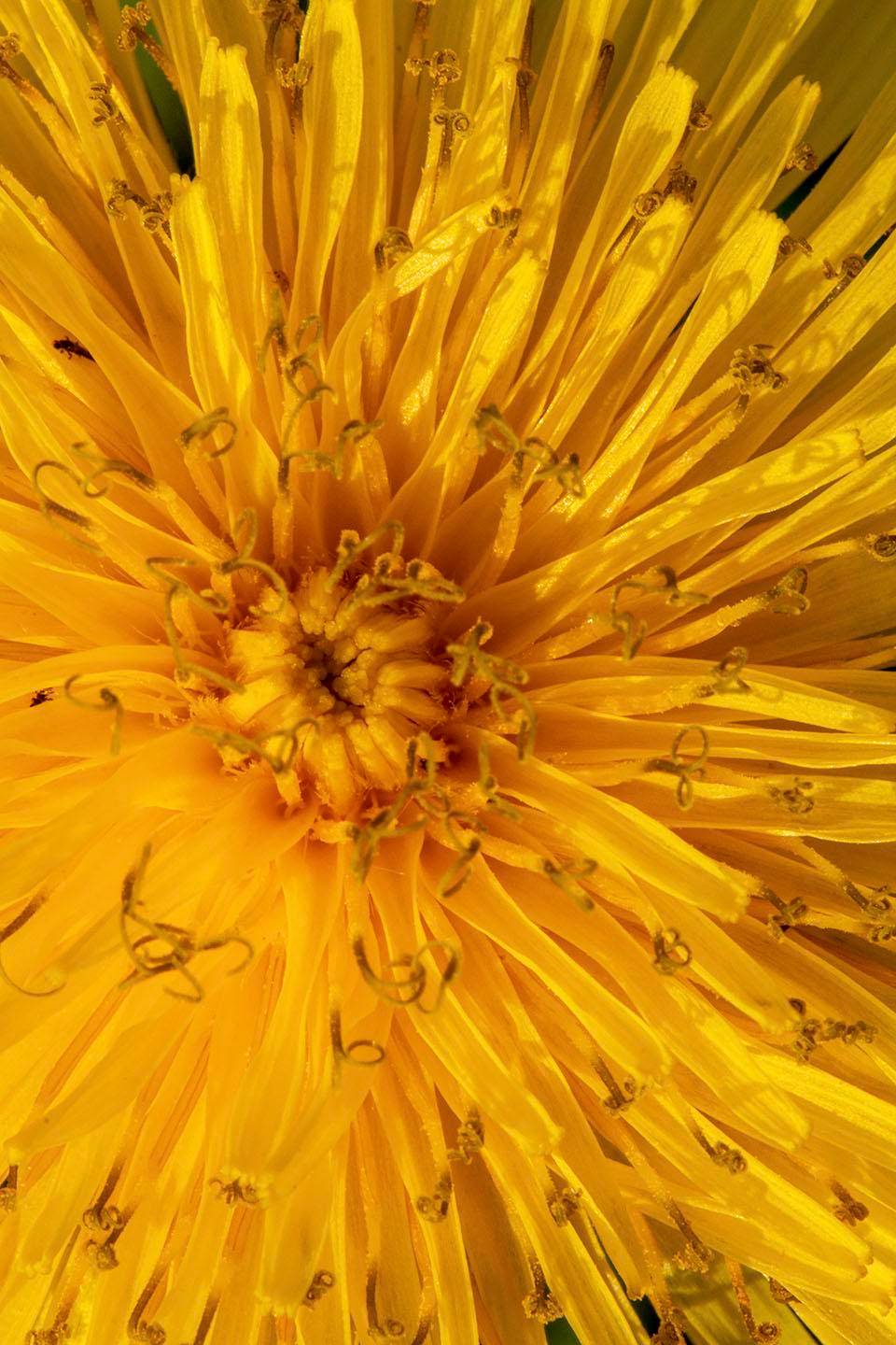 the beauty of a common Dandelion | Scrolller