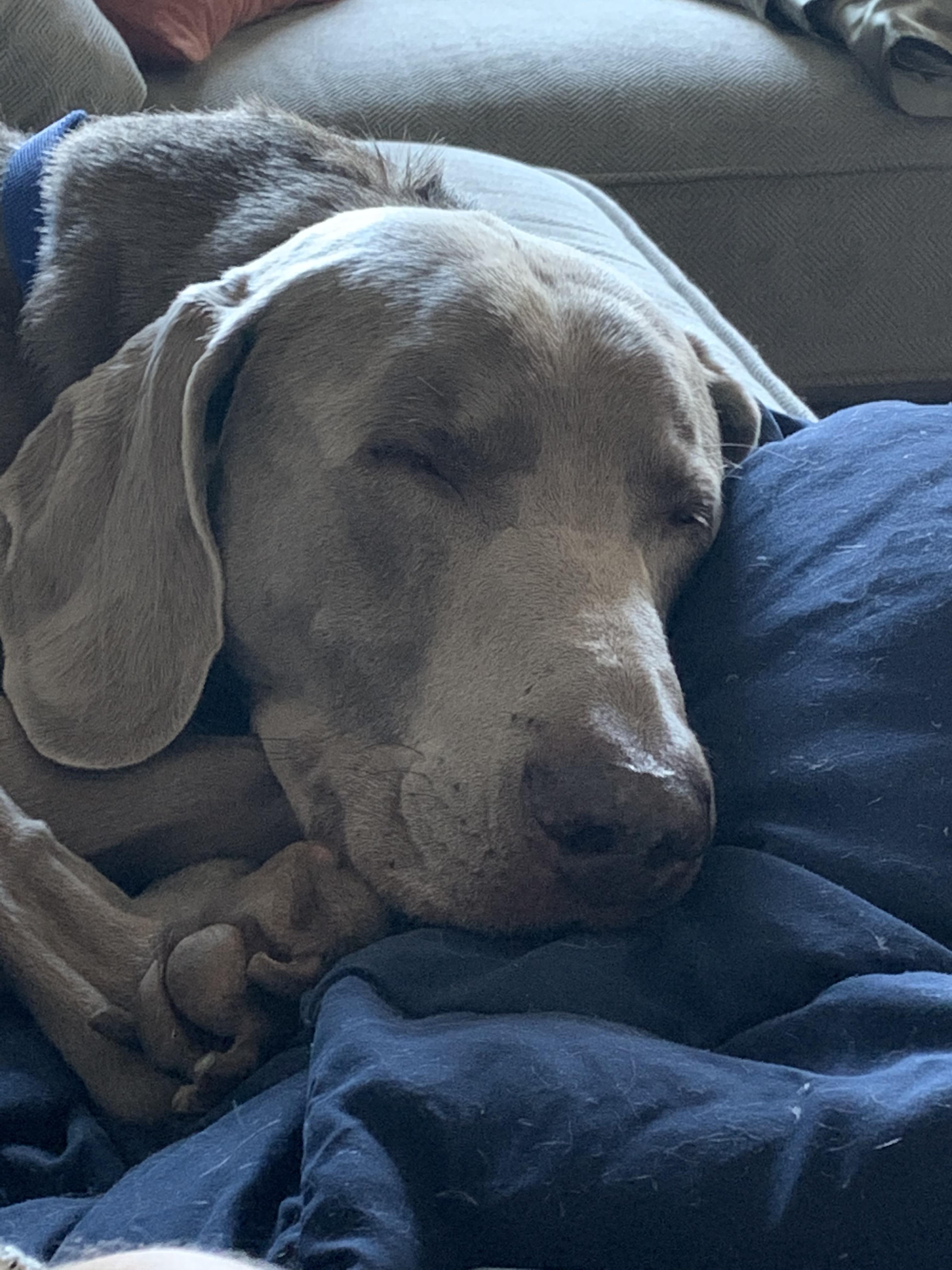 The best afternoon nap | Scrolller