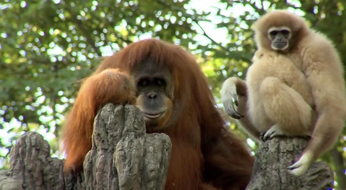 The best apes in the same photo | Scrolller