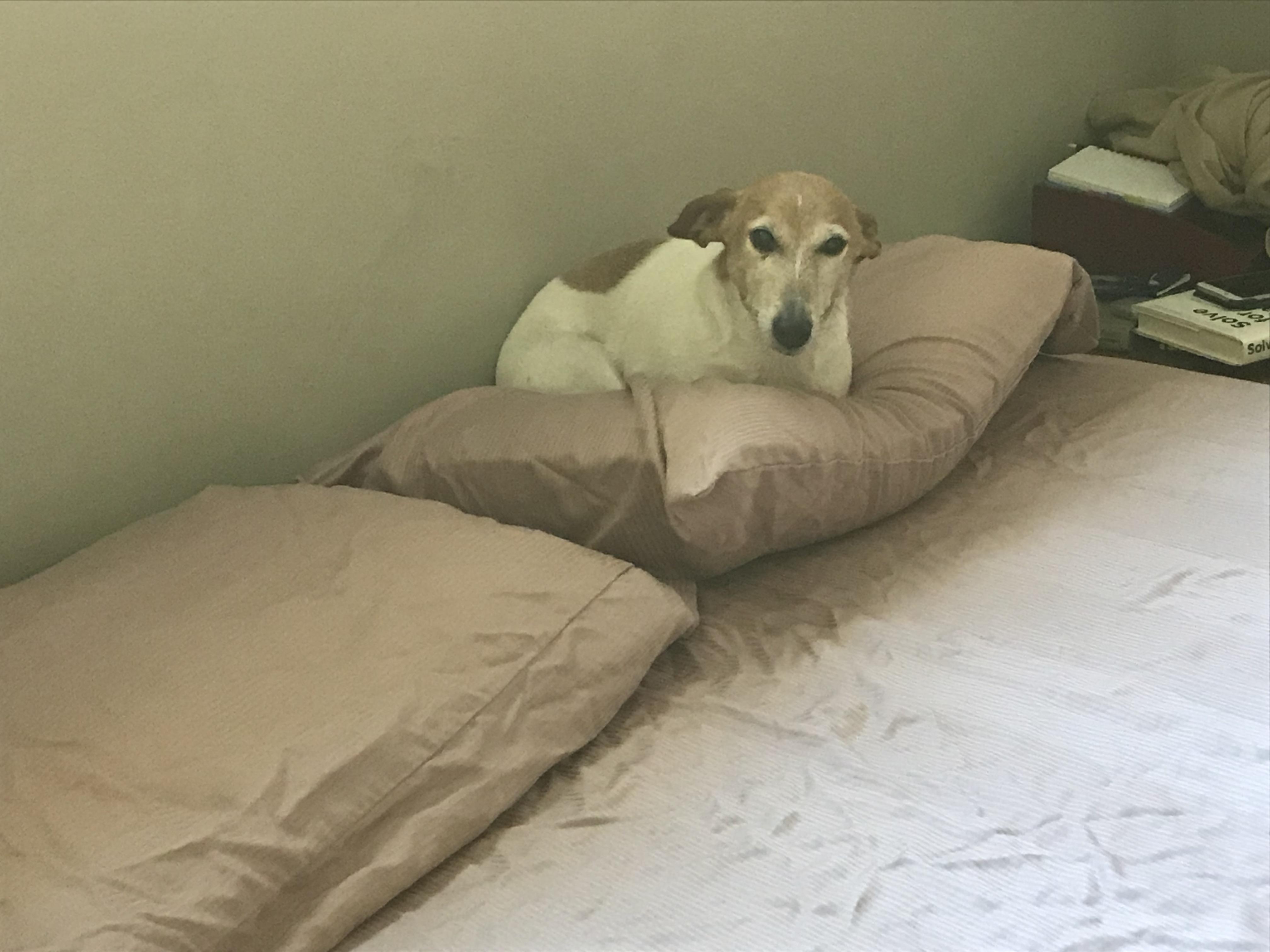 The best pillow loaf. | Scrolller
