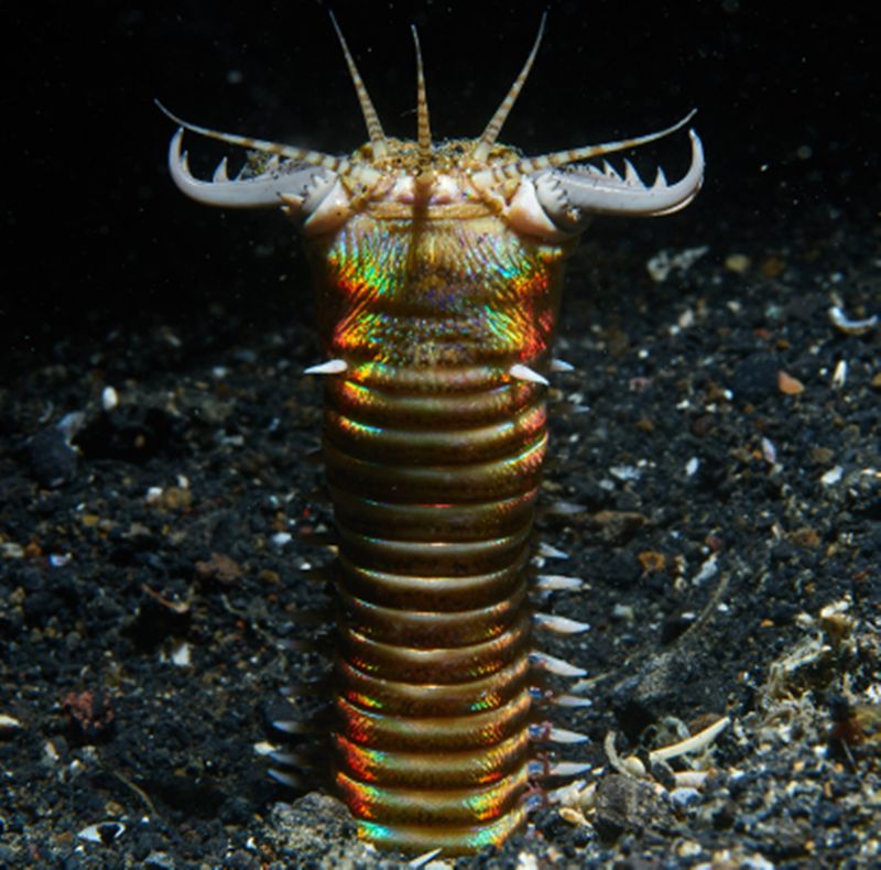The Bobbitt Worm in the ocean waters around Indonesia, with razor-sharp spiked jaws, described ...