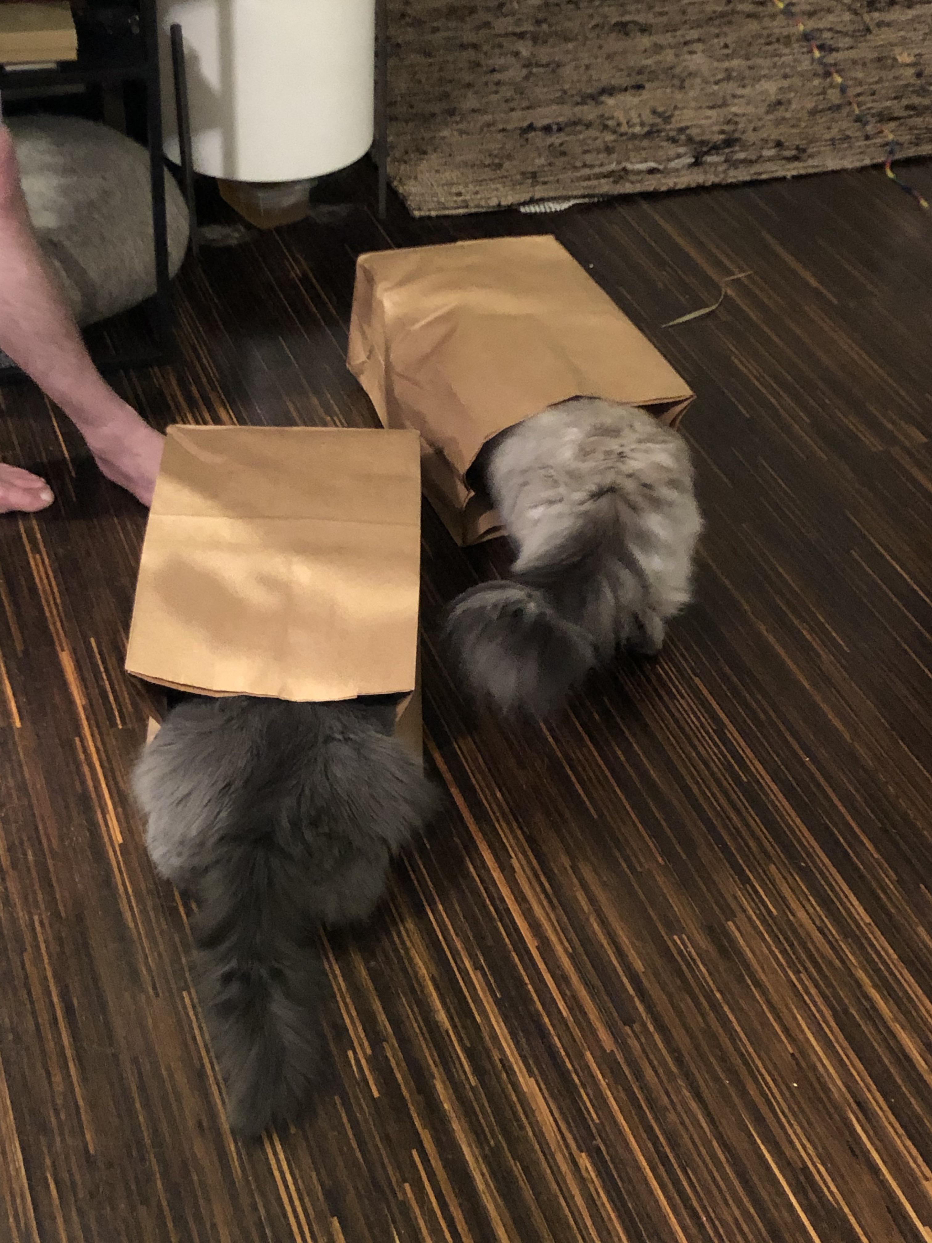 The cat traps are working | Scrolller