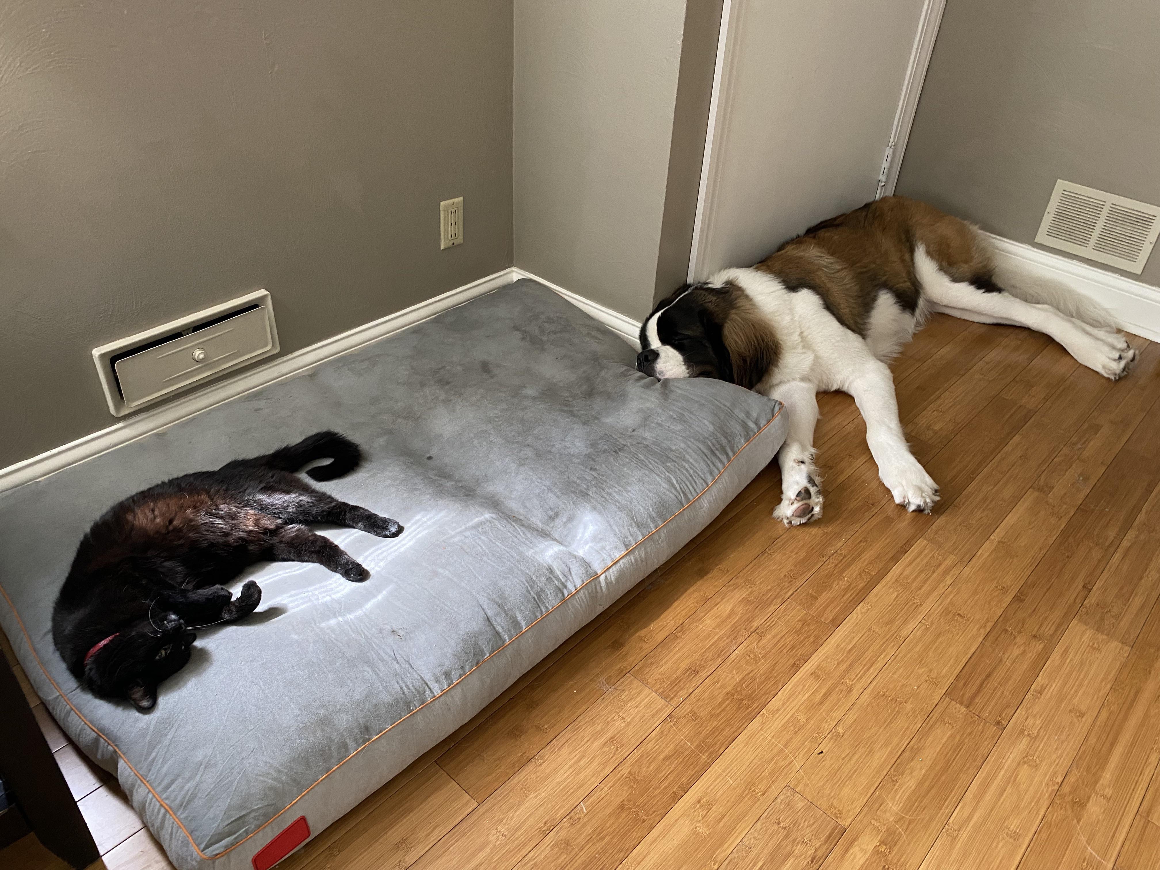 The cat was feeling generous today. | Scrolller