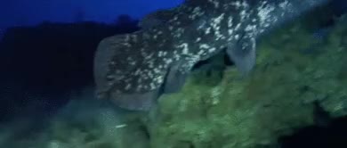 The coelacanth was thought to have gone extinct 65 million years ago. Here is the first one to ...