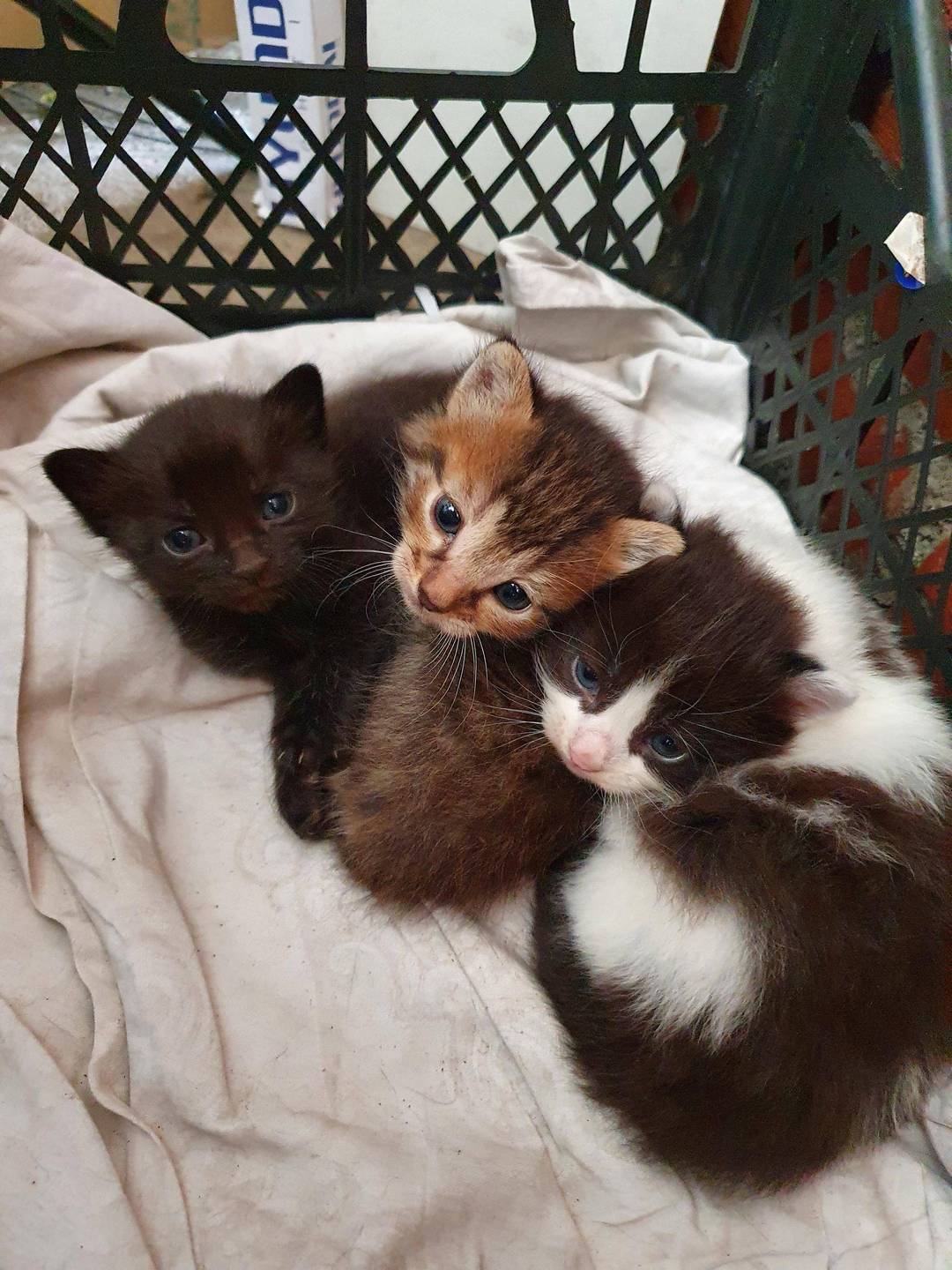 The Different Colored Siblings At My Uncles House Scrolller