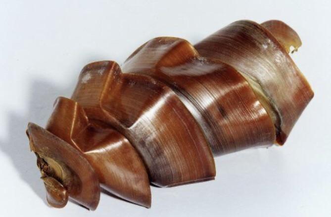 The egg case of a Port Jackson shark | Scrolller