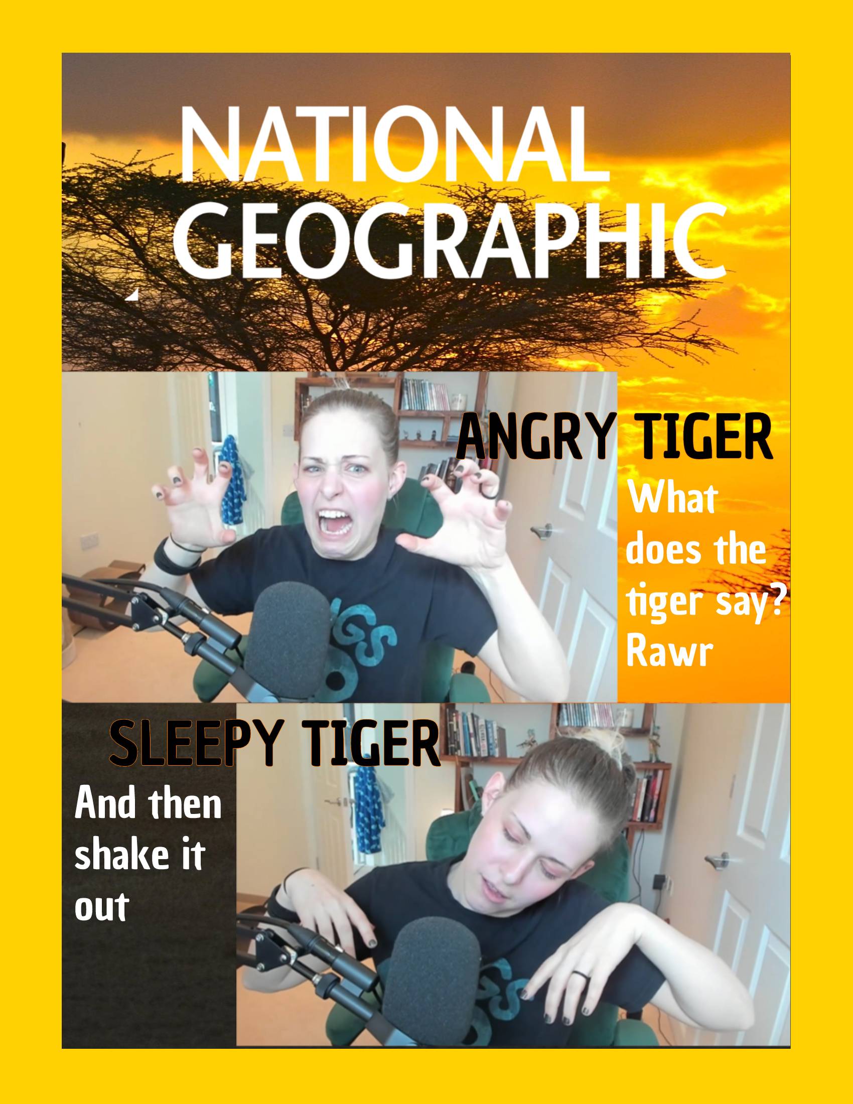 The Elusive Angry/Sleepy Tiger | Scrolller