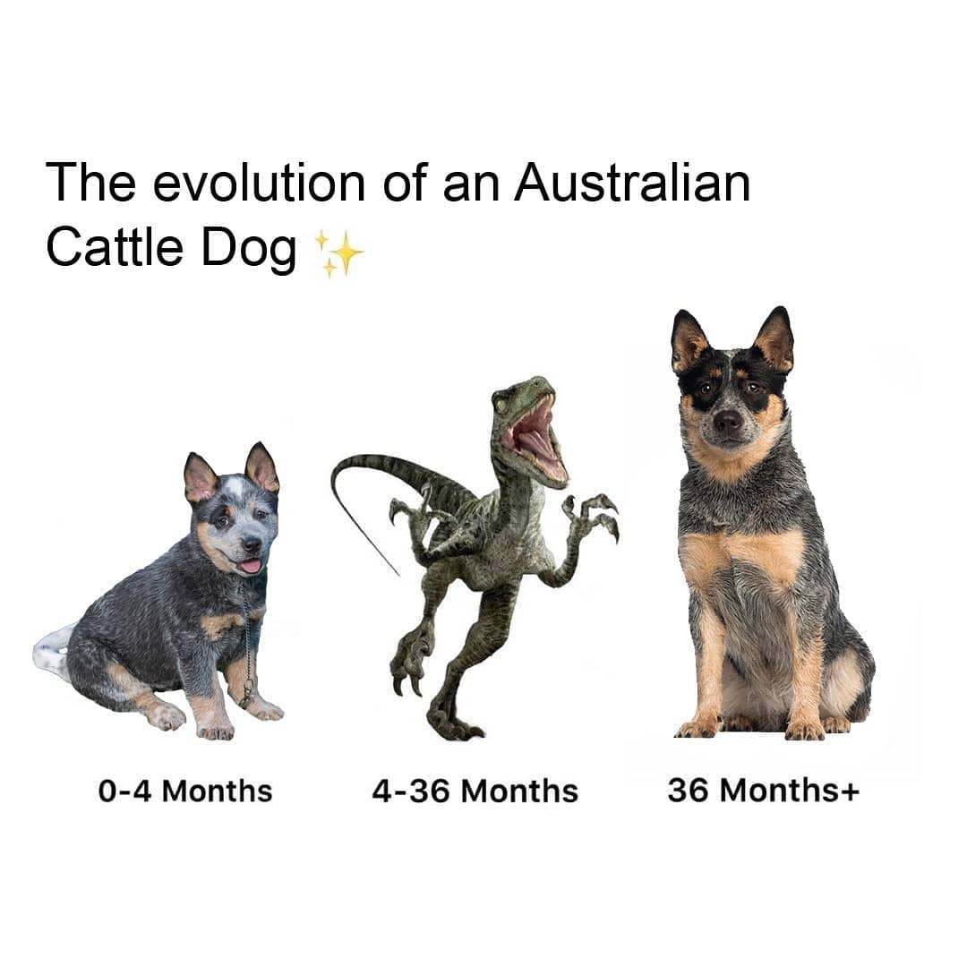 The Evolution Of An Australian Cattle Dog | Scrolller
