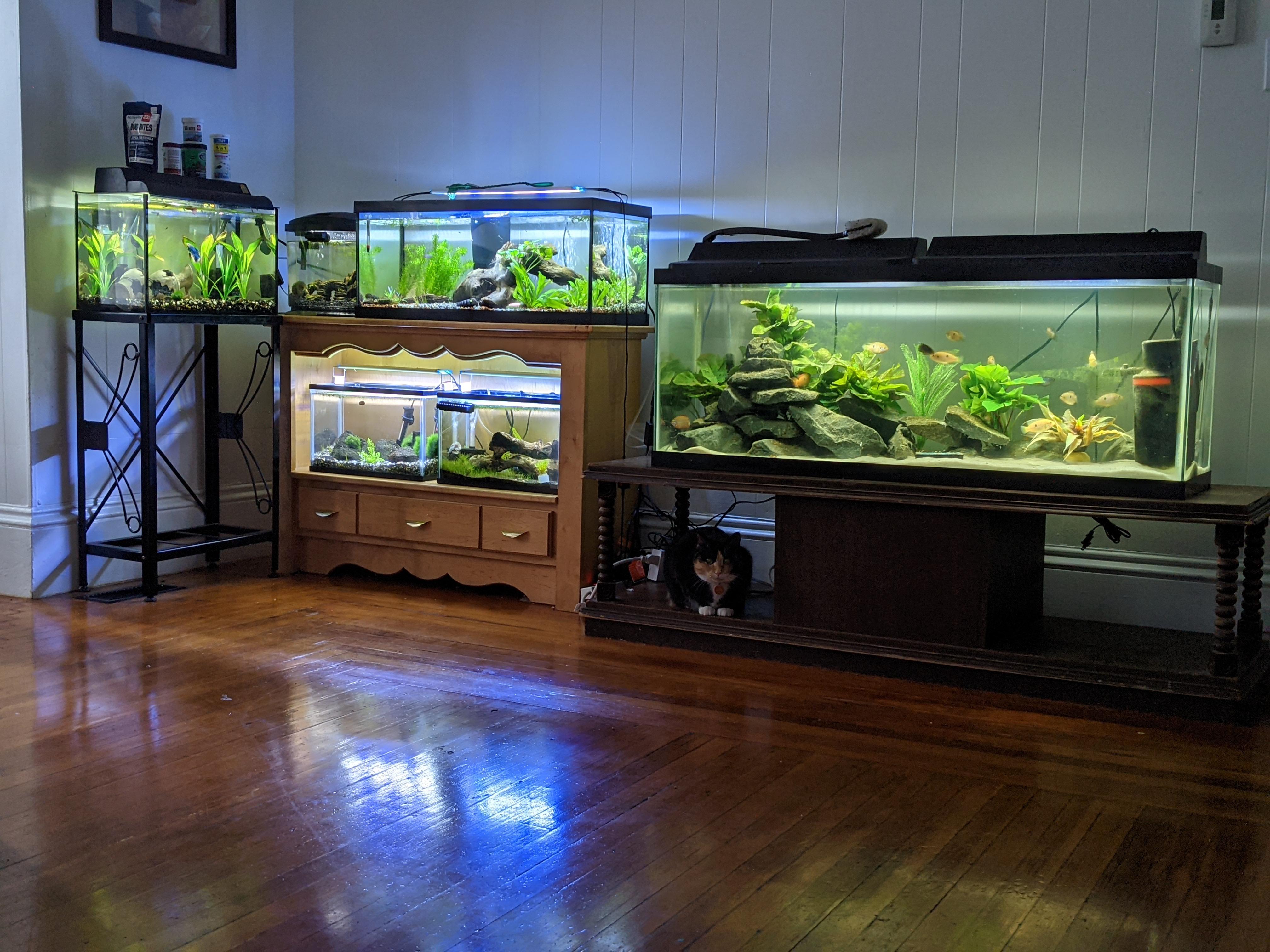 The family! minus the humans | Scrolller