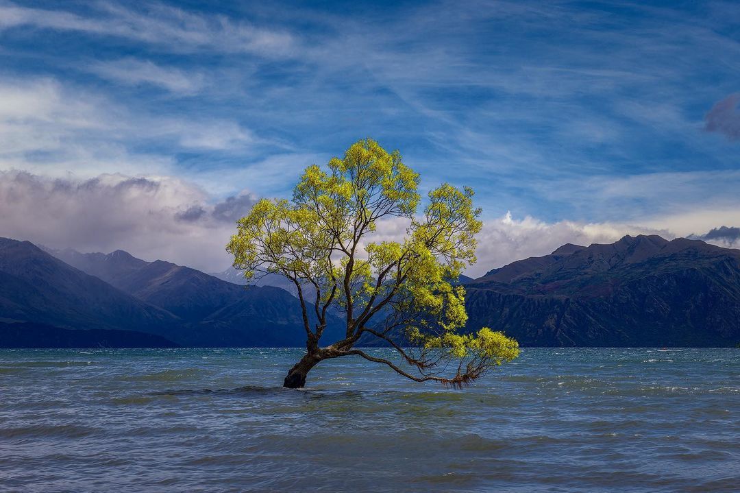🔥 The famous Wanaka tree, New Zealand (Photo Credit to: Pabu Mohan) | Scrolller