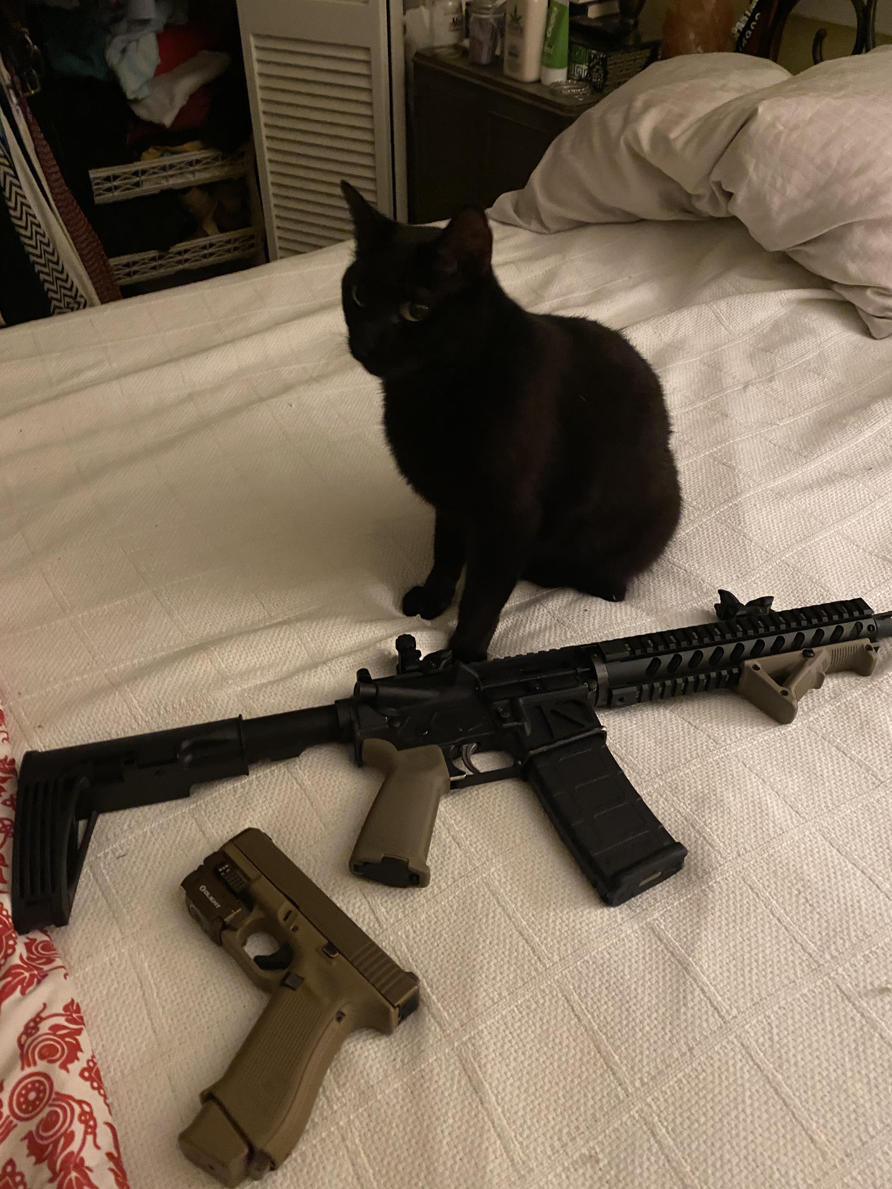 The Gat is strong in this Cat… | Scrolller