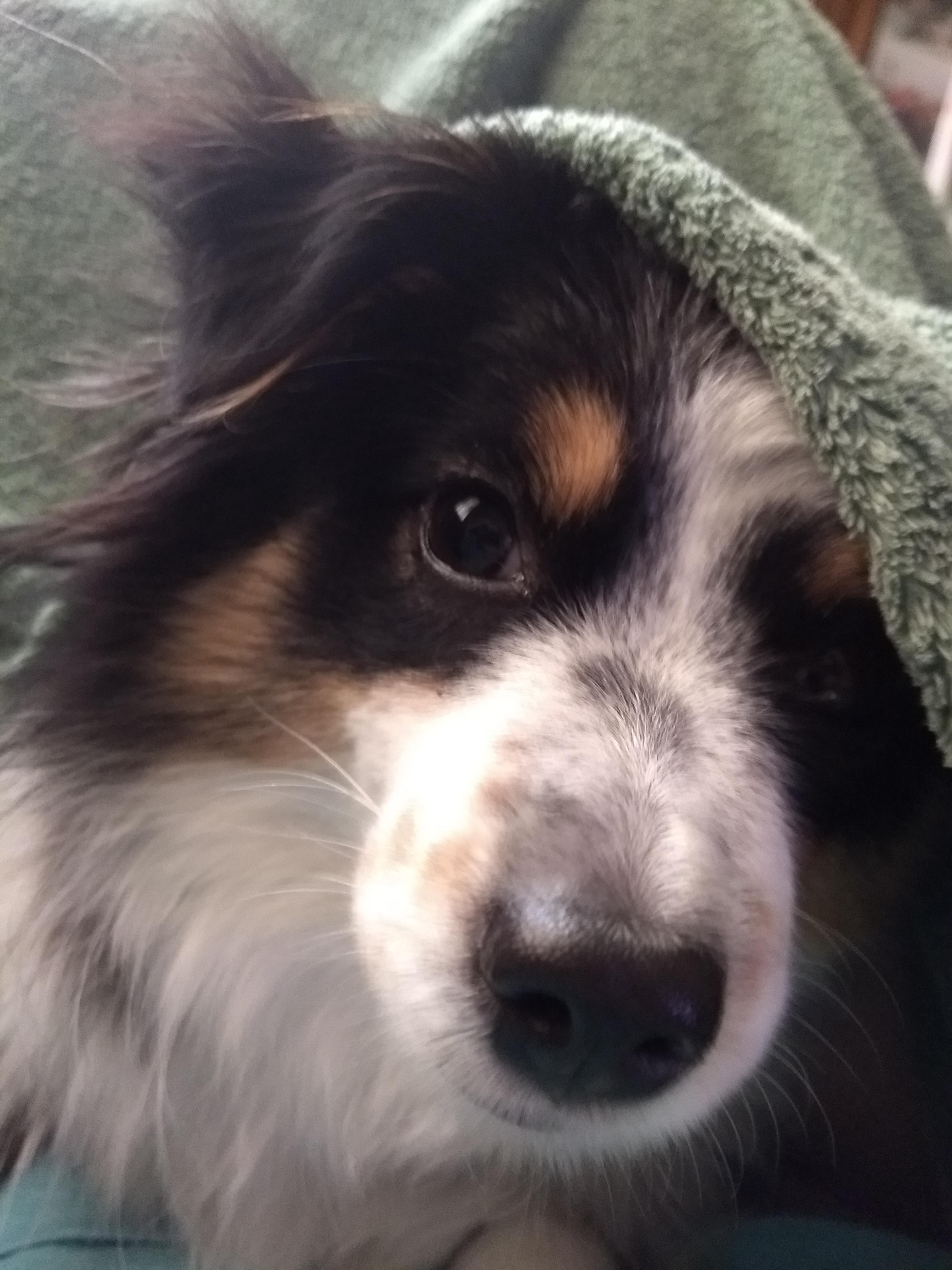 The goodest boi | Scrolller