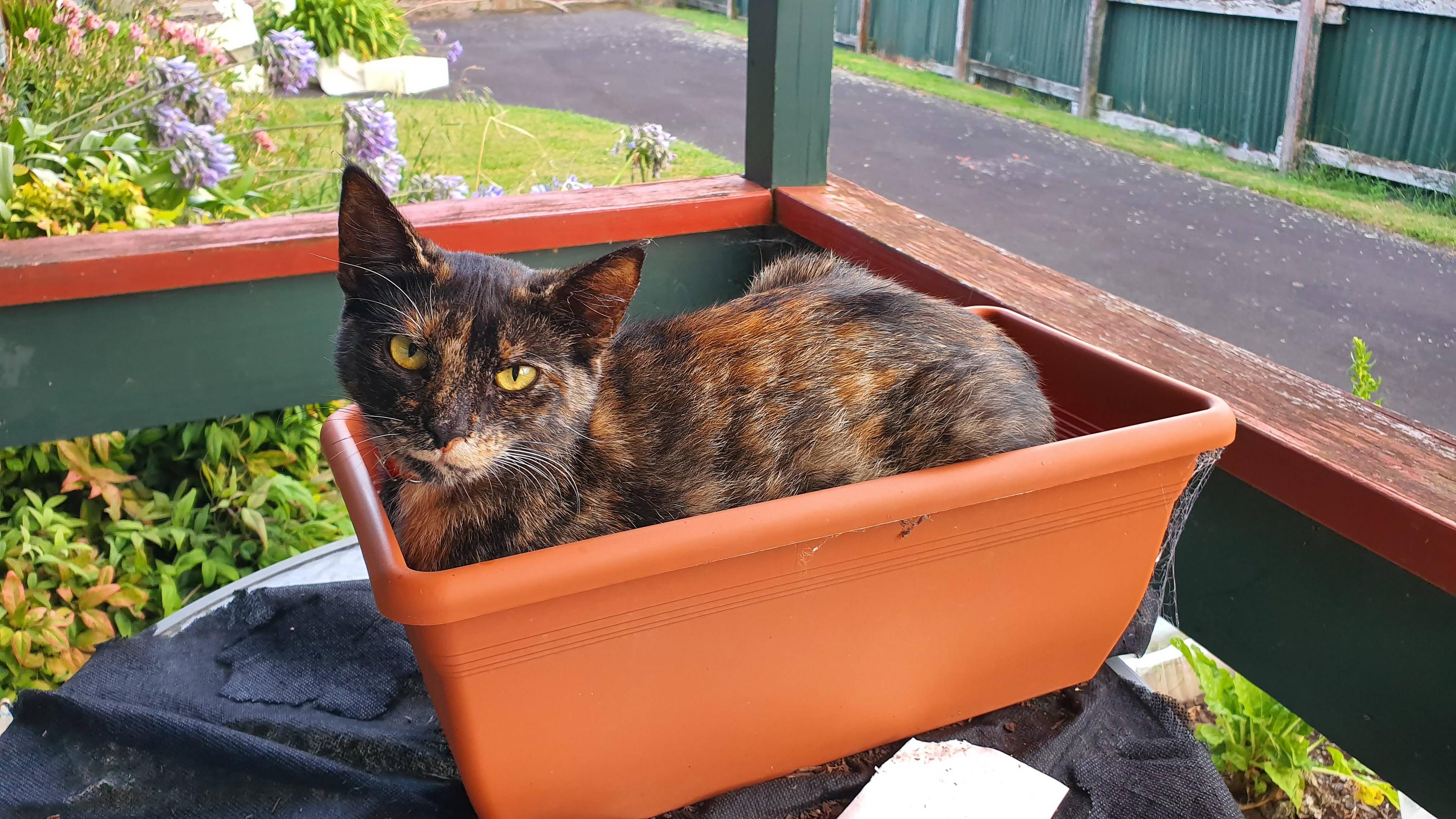 The Honeysuckle is growing nicely | Scrolller