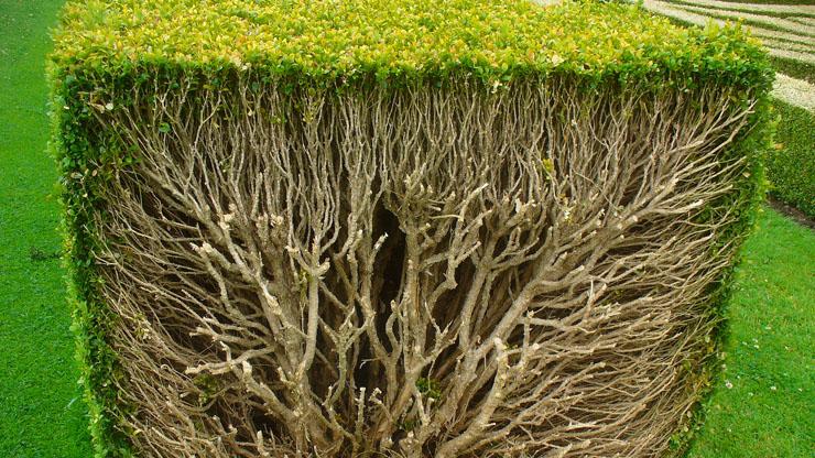 The Inside of a Hedge | Scrolller