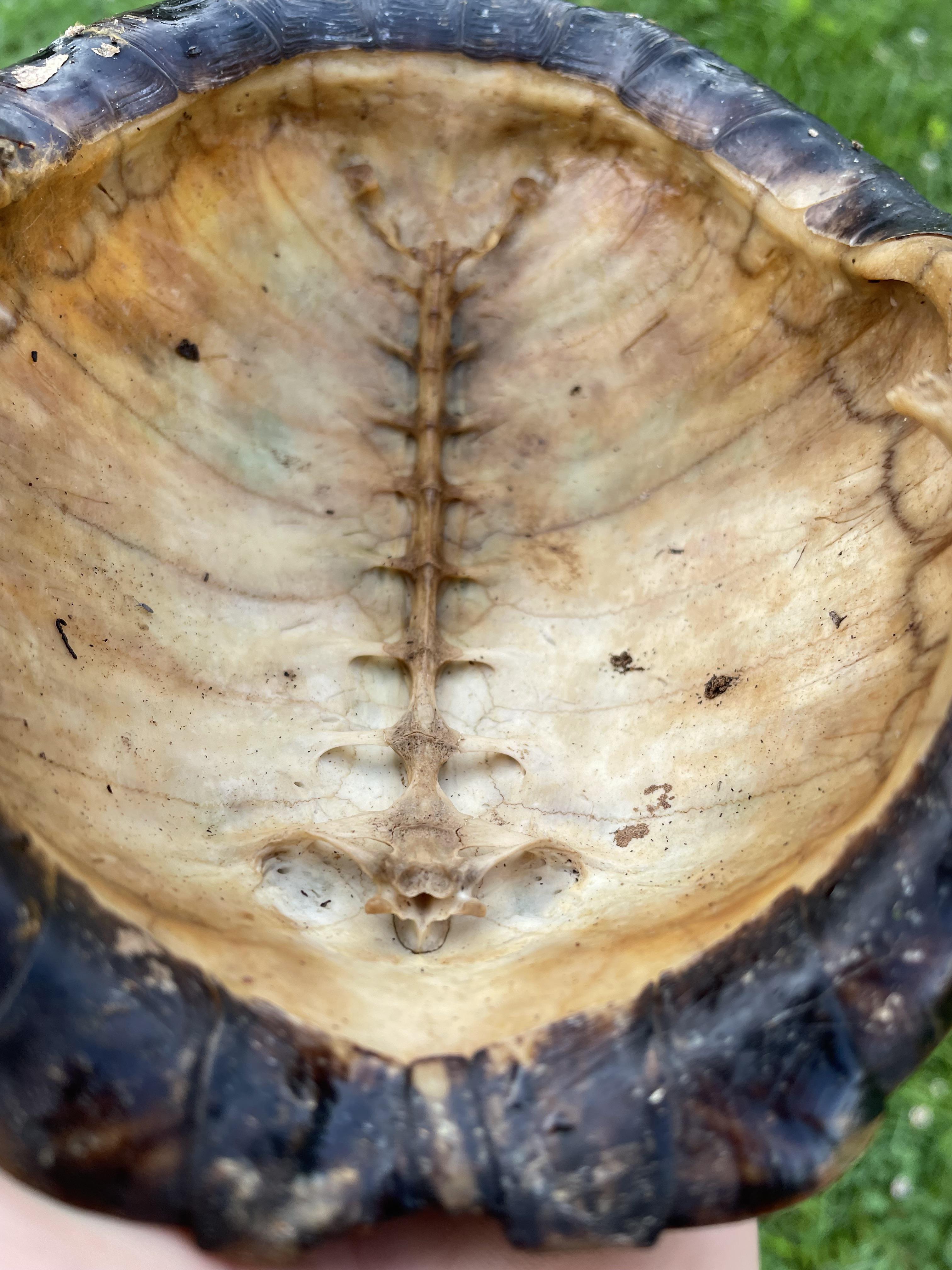 the inside of a turtle shell | Scrolller