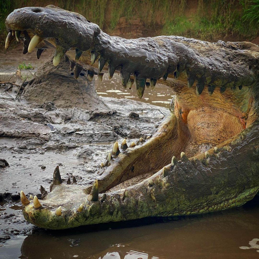 The jaws on an American crocodile | Scrolller