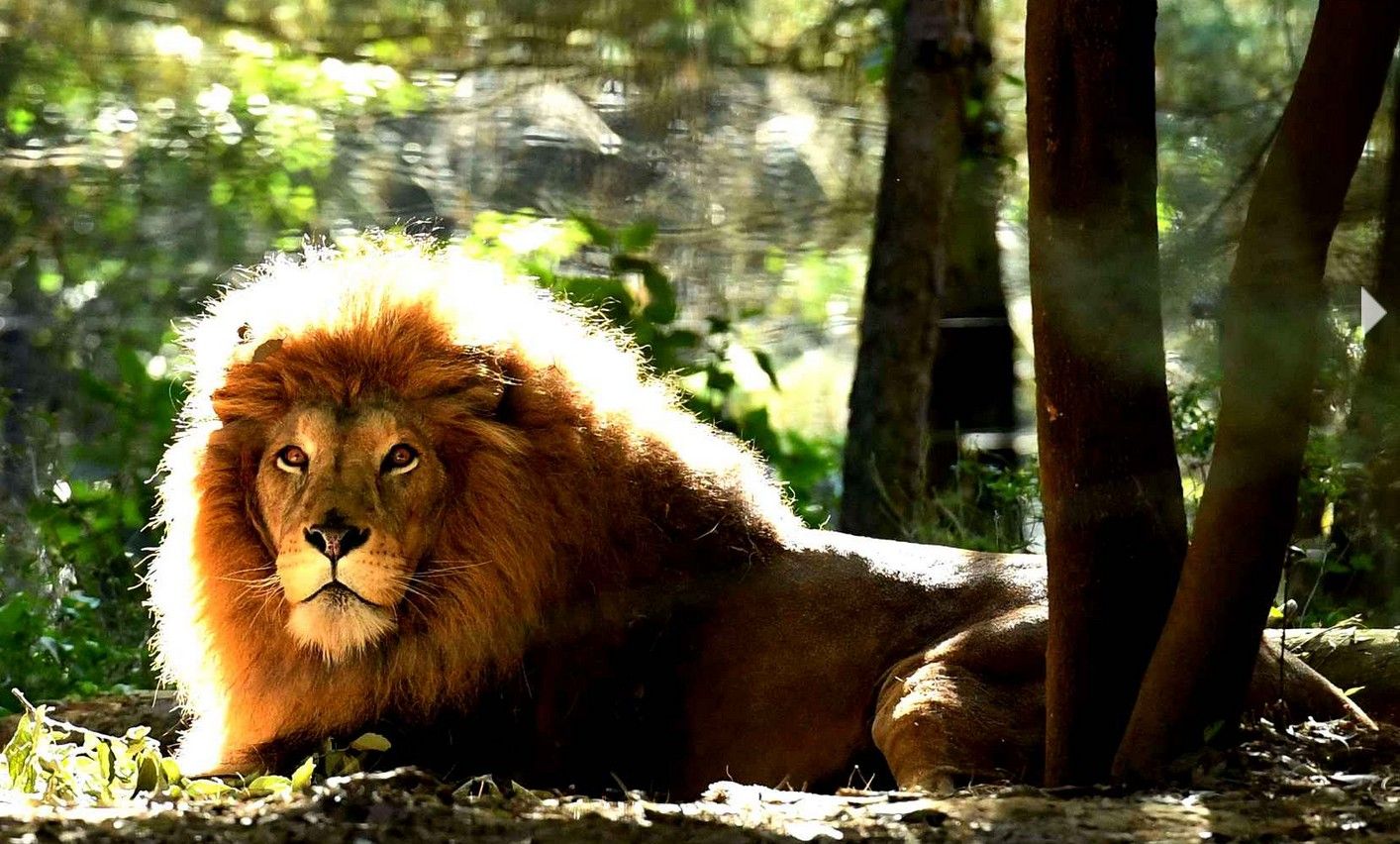 The King | Scrolller