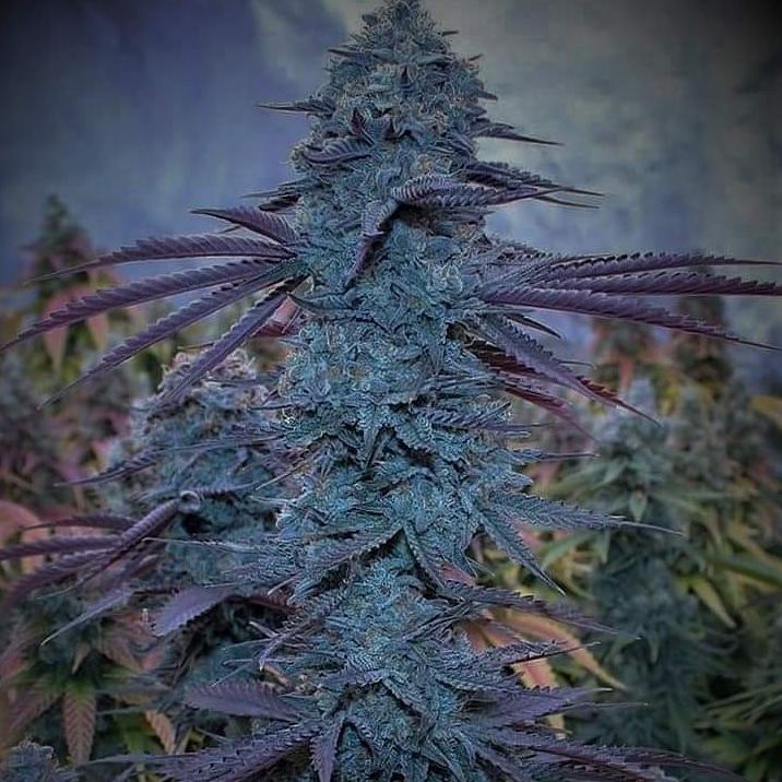 The Kraken (Finnish Frost x Panama Dragon) | Scrolller