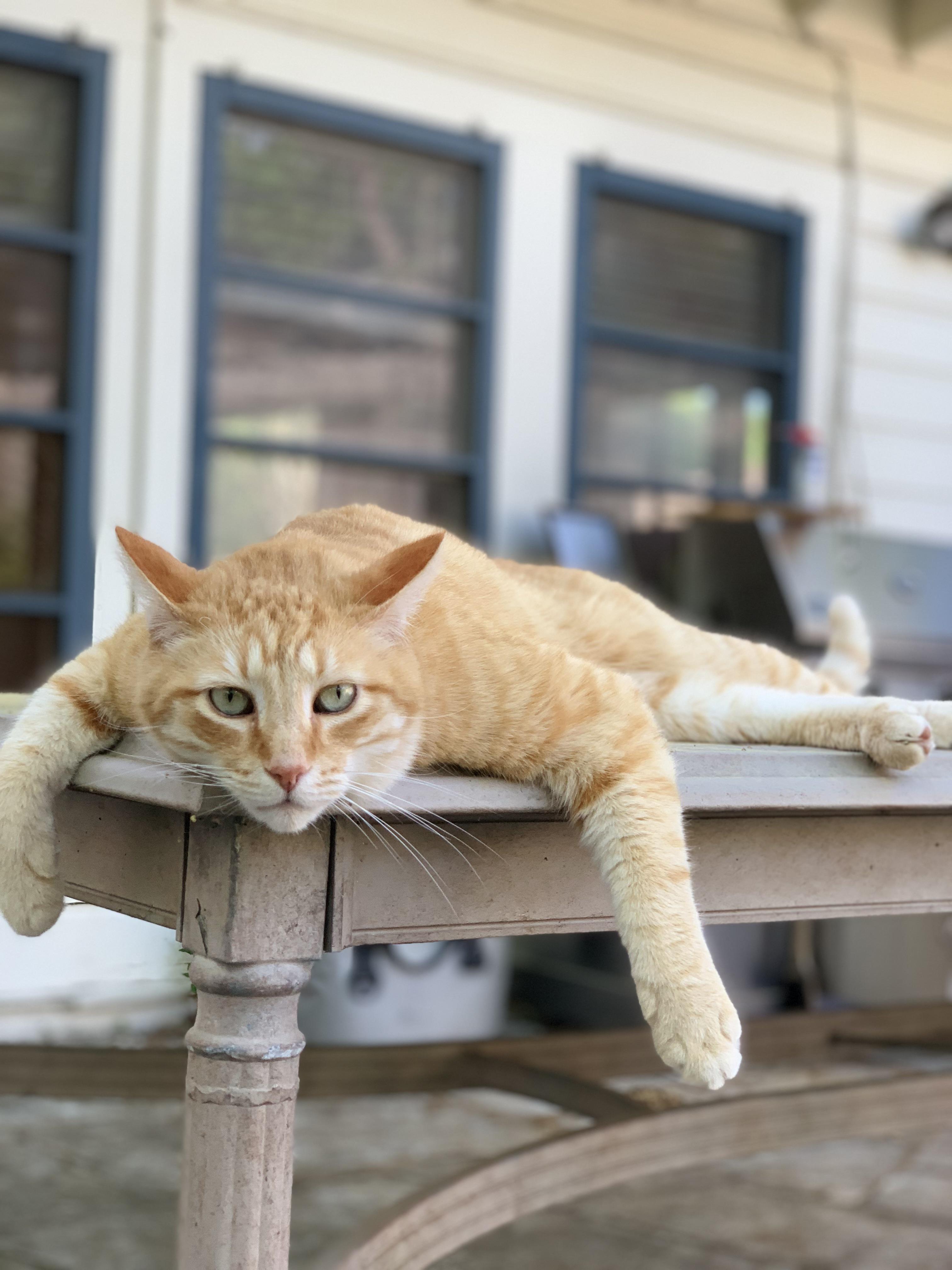 The laziest cat in all the land | Scrolller