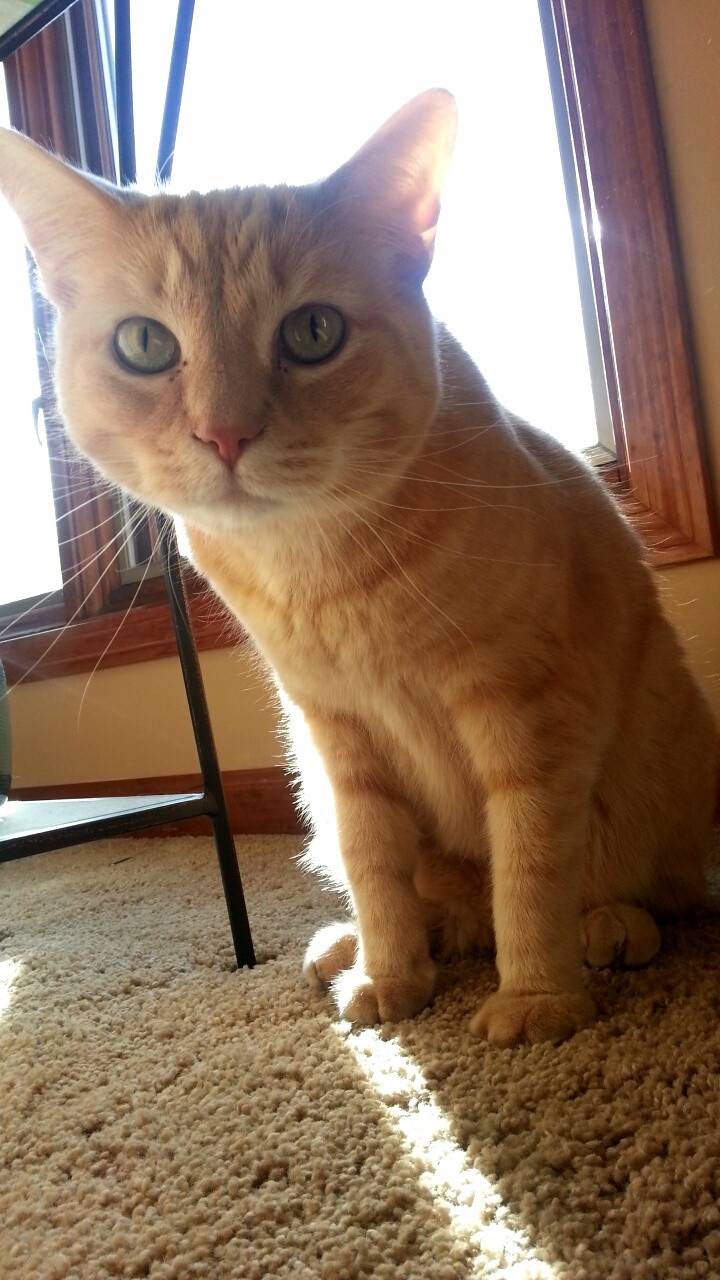 The Light | Scrolller