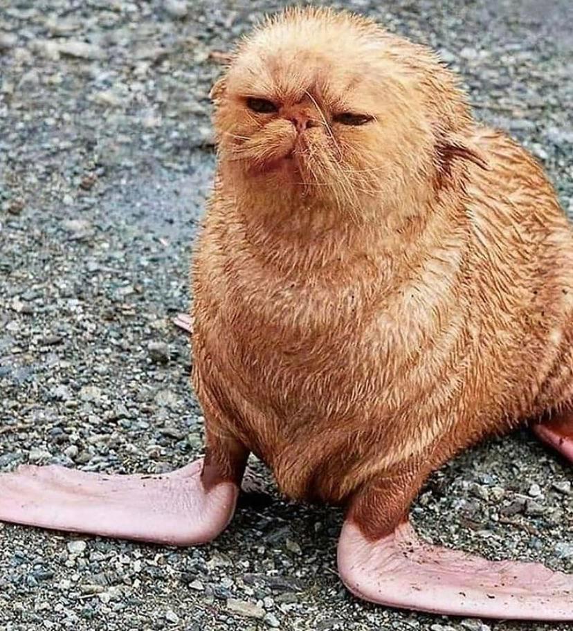 The live action lorax is lookin insane yall | Scrolller