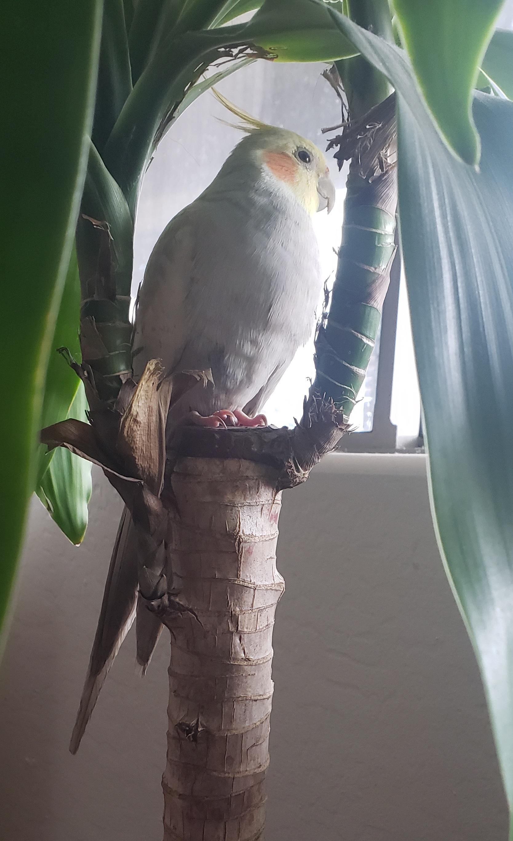 The Magestic Jungle Bird | Scrolller