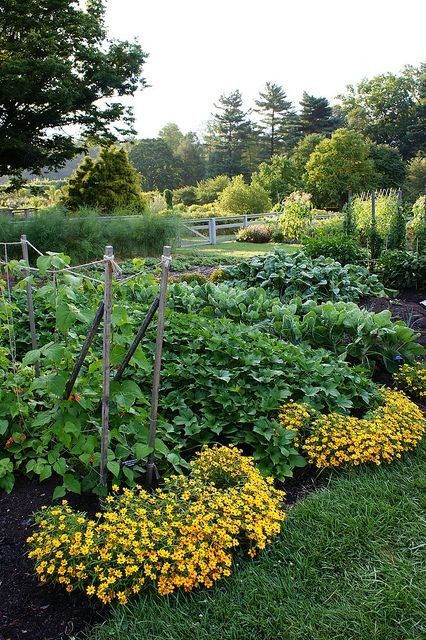 The magnificent marigold in your vegetable garden. | Scrolller