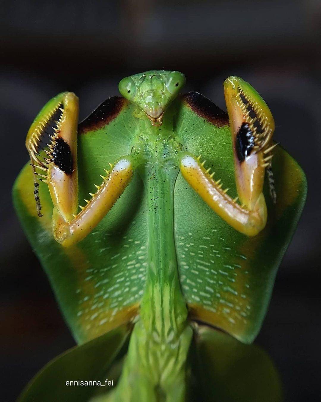 🔥 The Majestic Mantis 🔥 | Scrolller