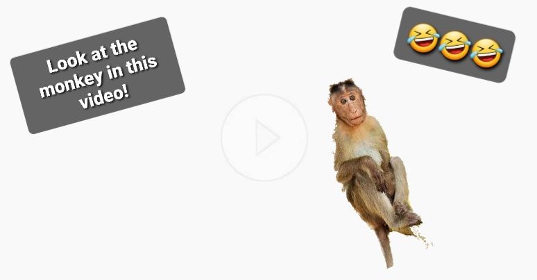 The monkey is in your electronic device's reflection. | Scrolller