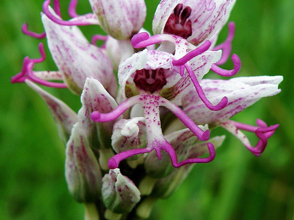 The monkey orchid | Scrolller
