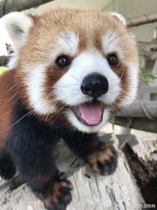 The most photogenic red panda. | Scrolller