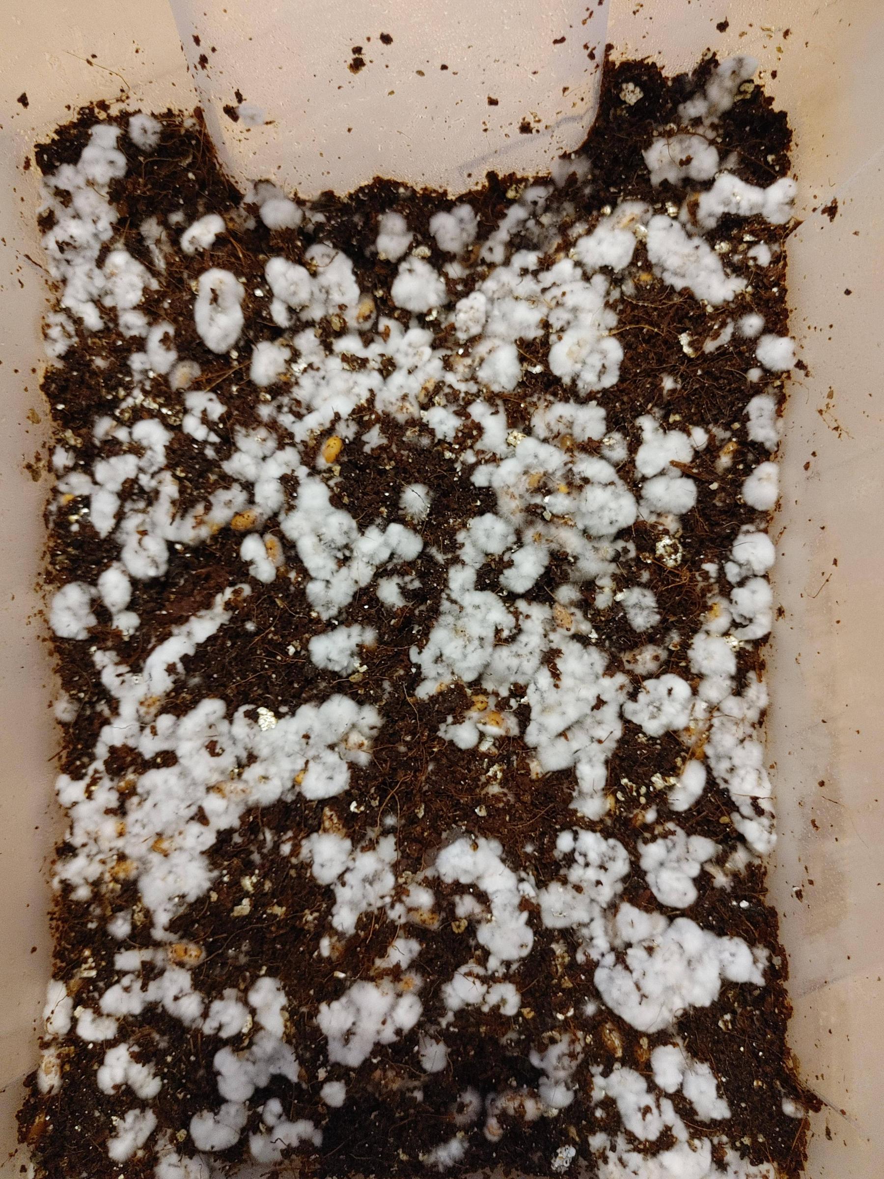 The mycelium looks fluffy? Is it normal? | Scrolller