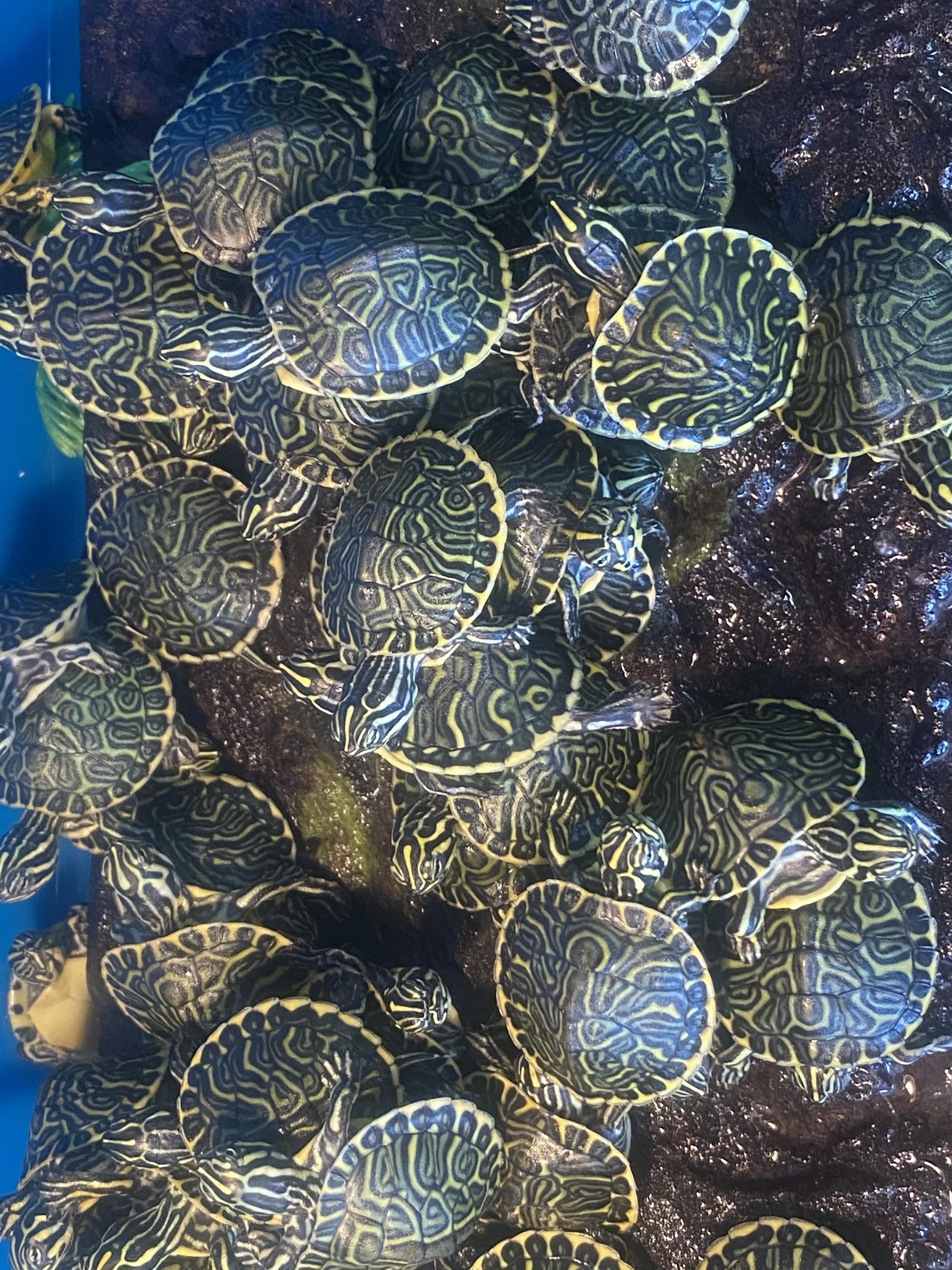 The patterns on these turtle shells | Scrolller
