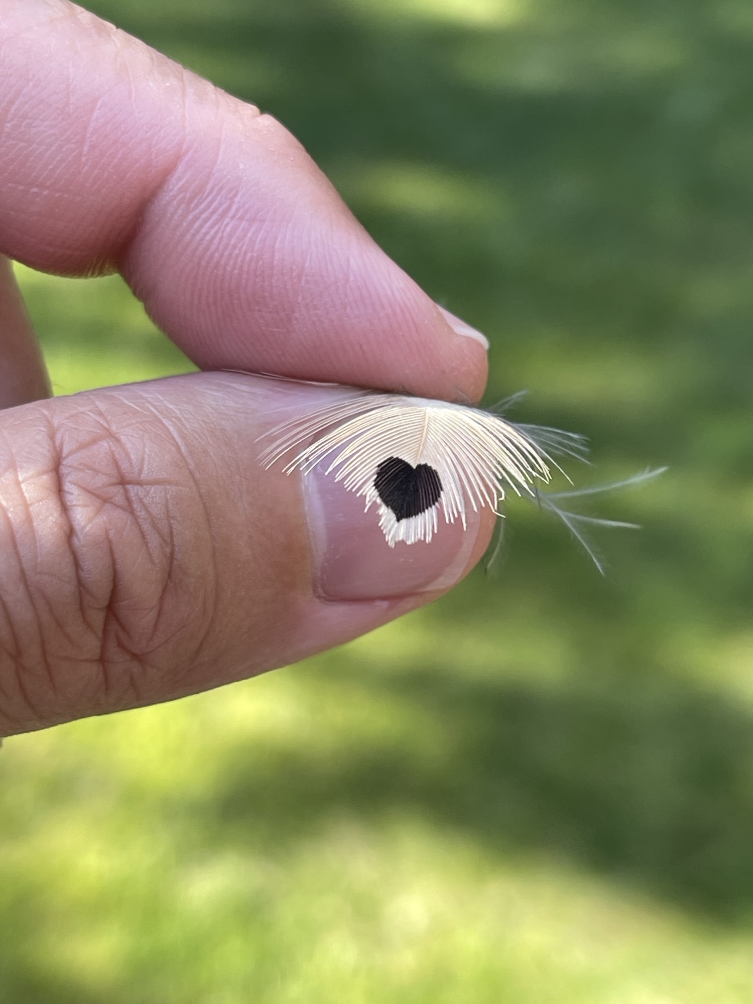 The perfect heart on this feather! | Scrolller
