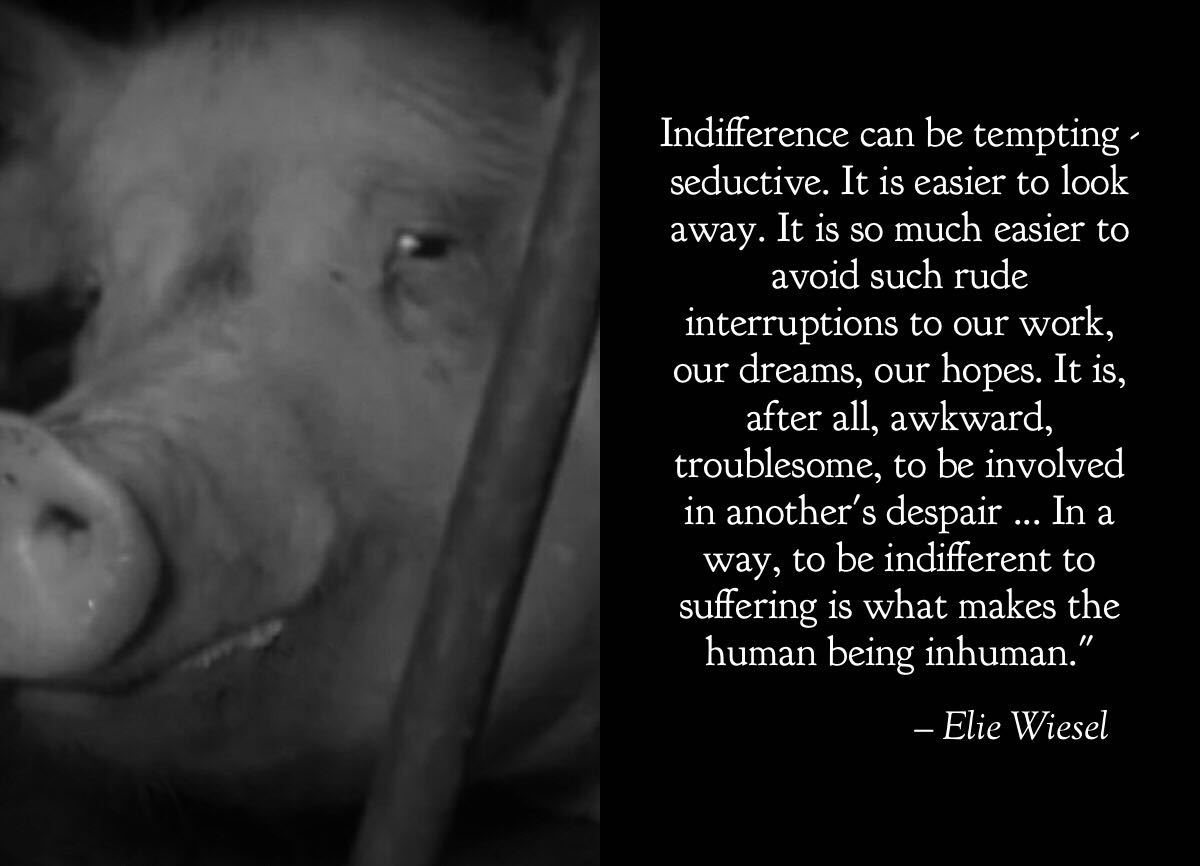 The perils of indifference | Scrolller