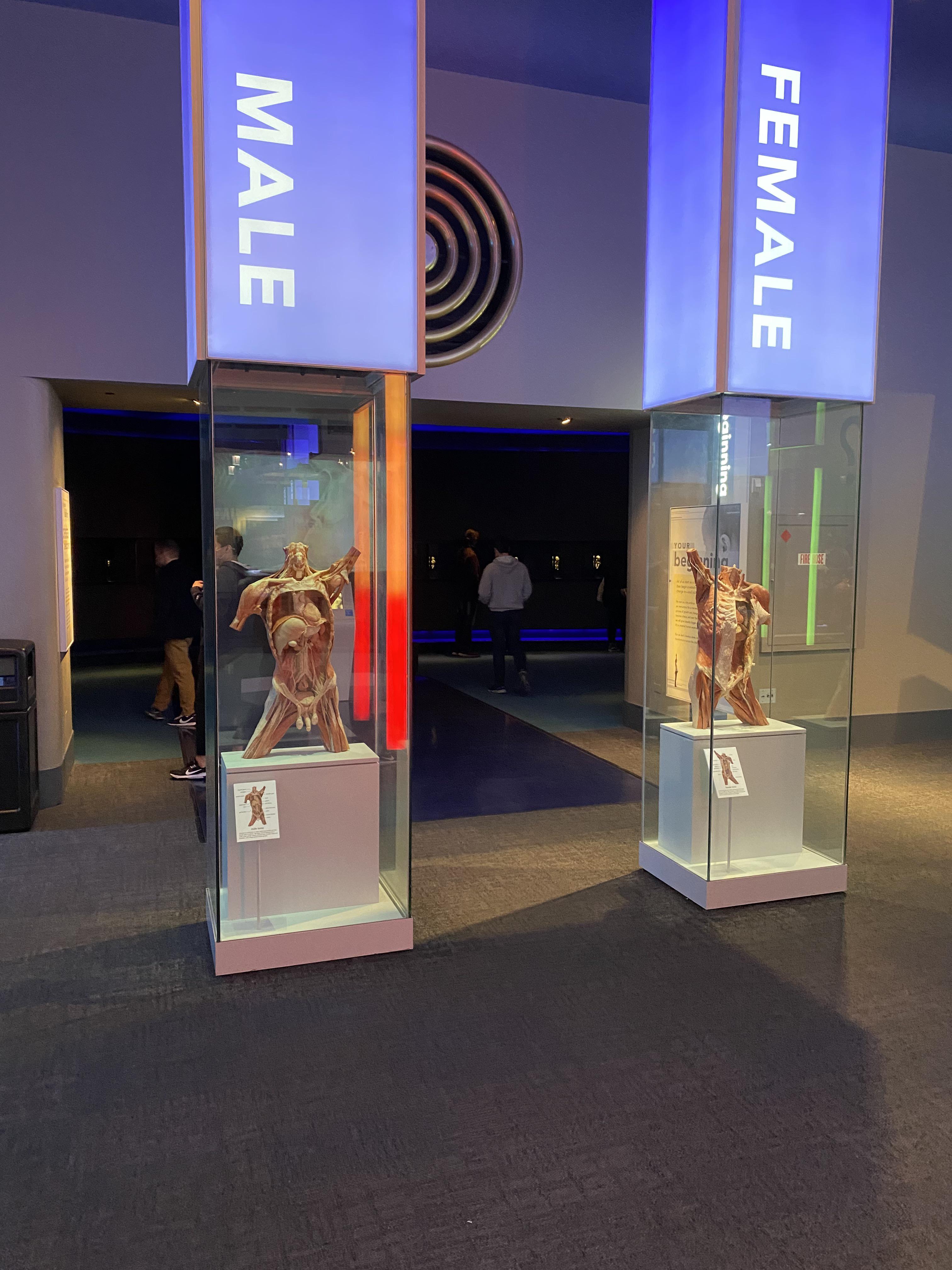 The Plastinated Anatomy Of The Female And Male Bodies Scrolller