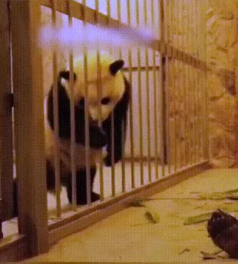 The power of Love! and Pandas. | Scrolller