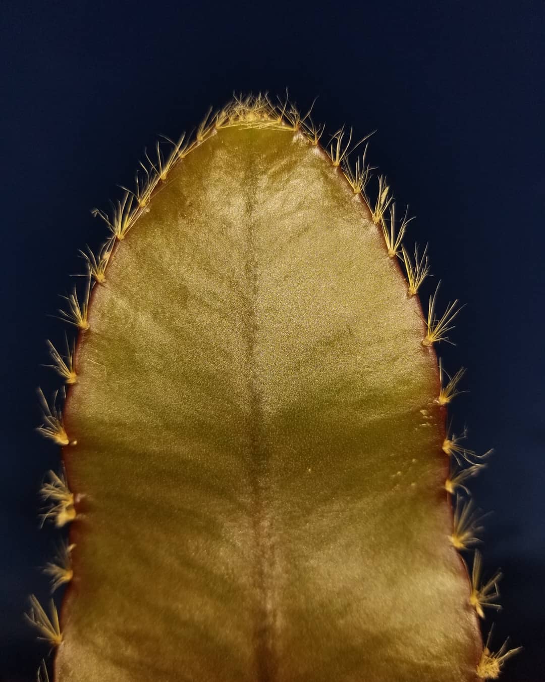 The queen of all epiphyllum cacti Strophocactus witti | Scrolller