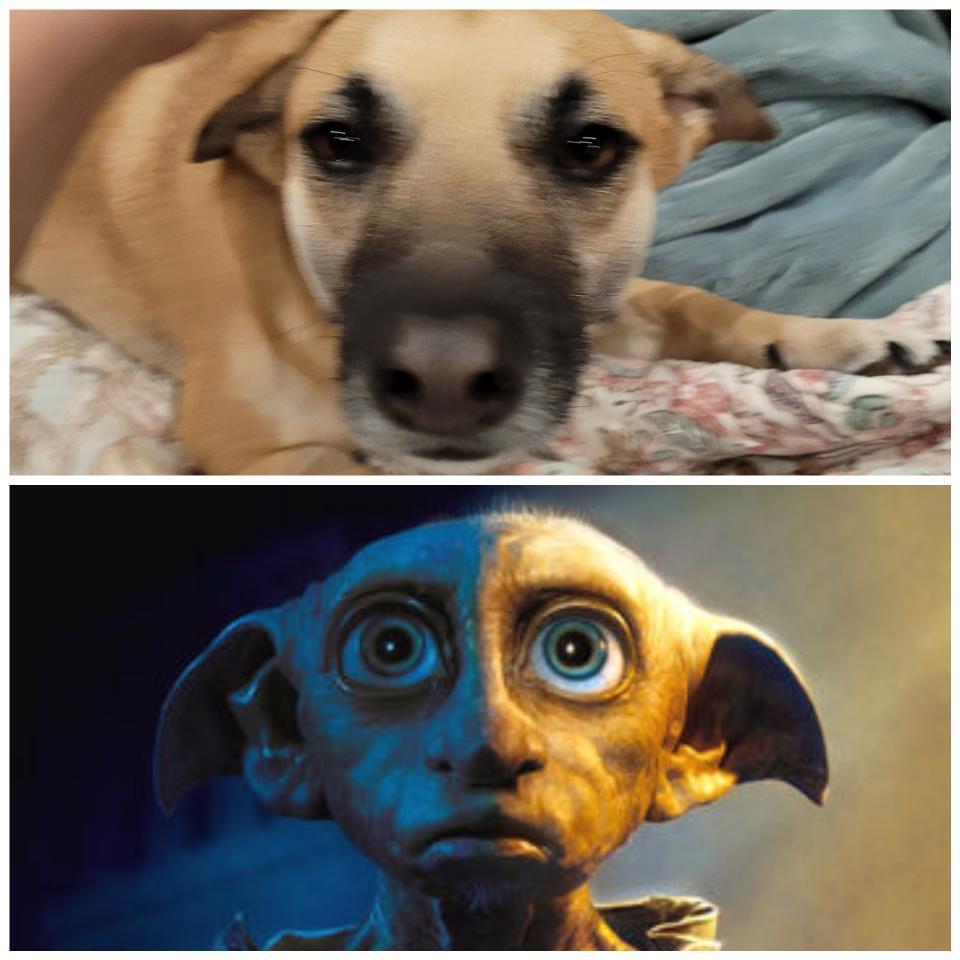 The resemblance is uncanny | Scrolller