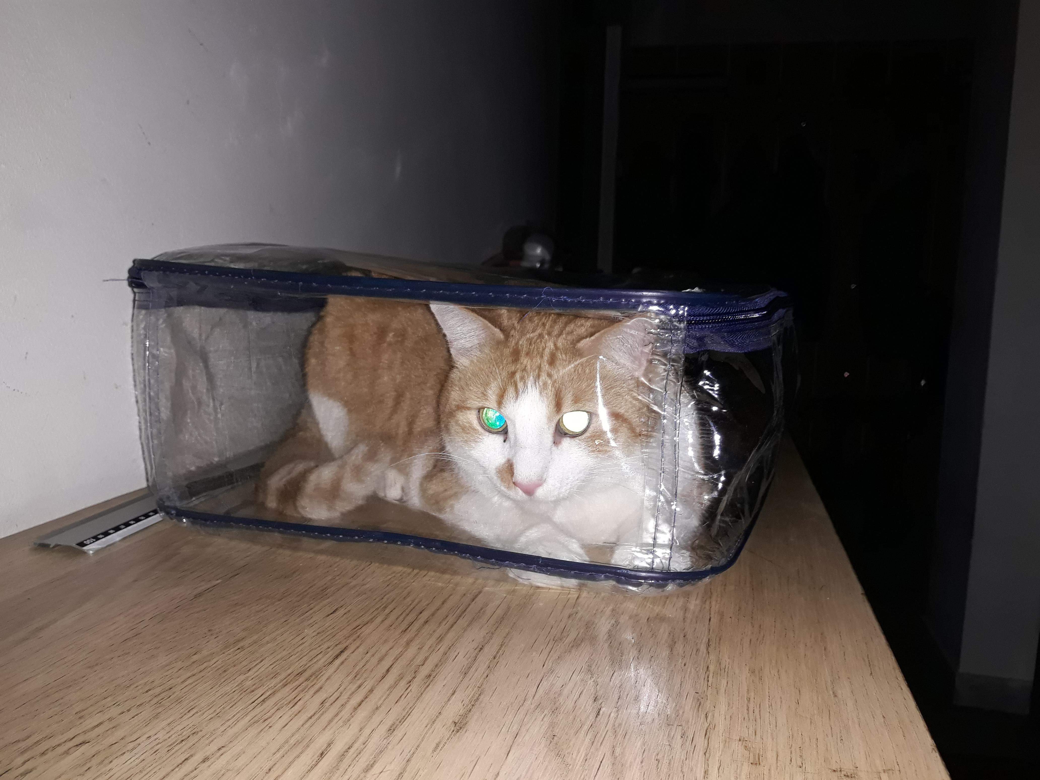 The Schoedinger Box | Scrolller