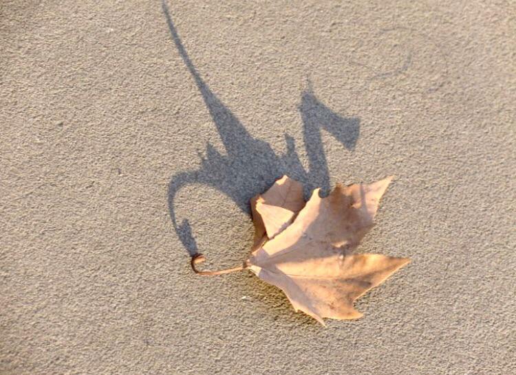 The shadow of this leaf which looks like a dragon | Scrolller