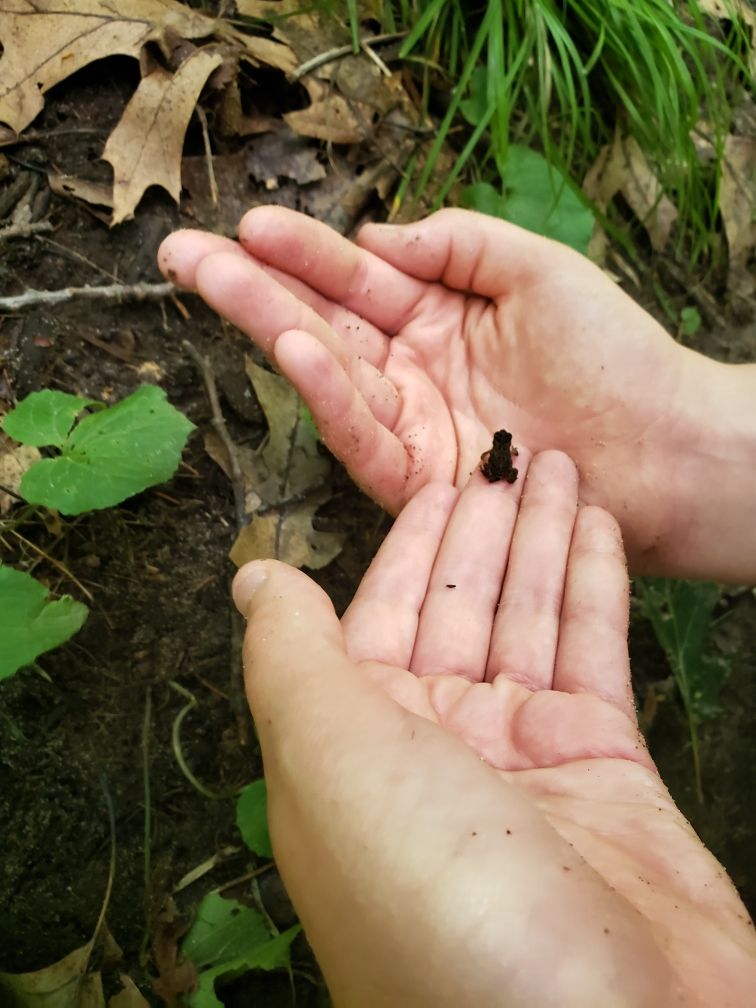 The smallest of the toads. | Scrolller