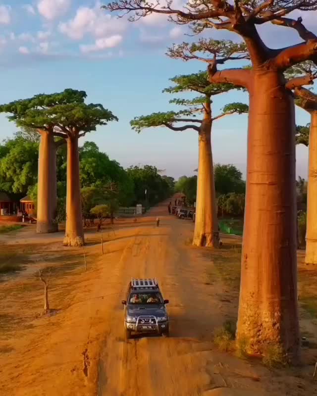 The splendor of giant Baobab trees | Scrolller
