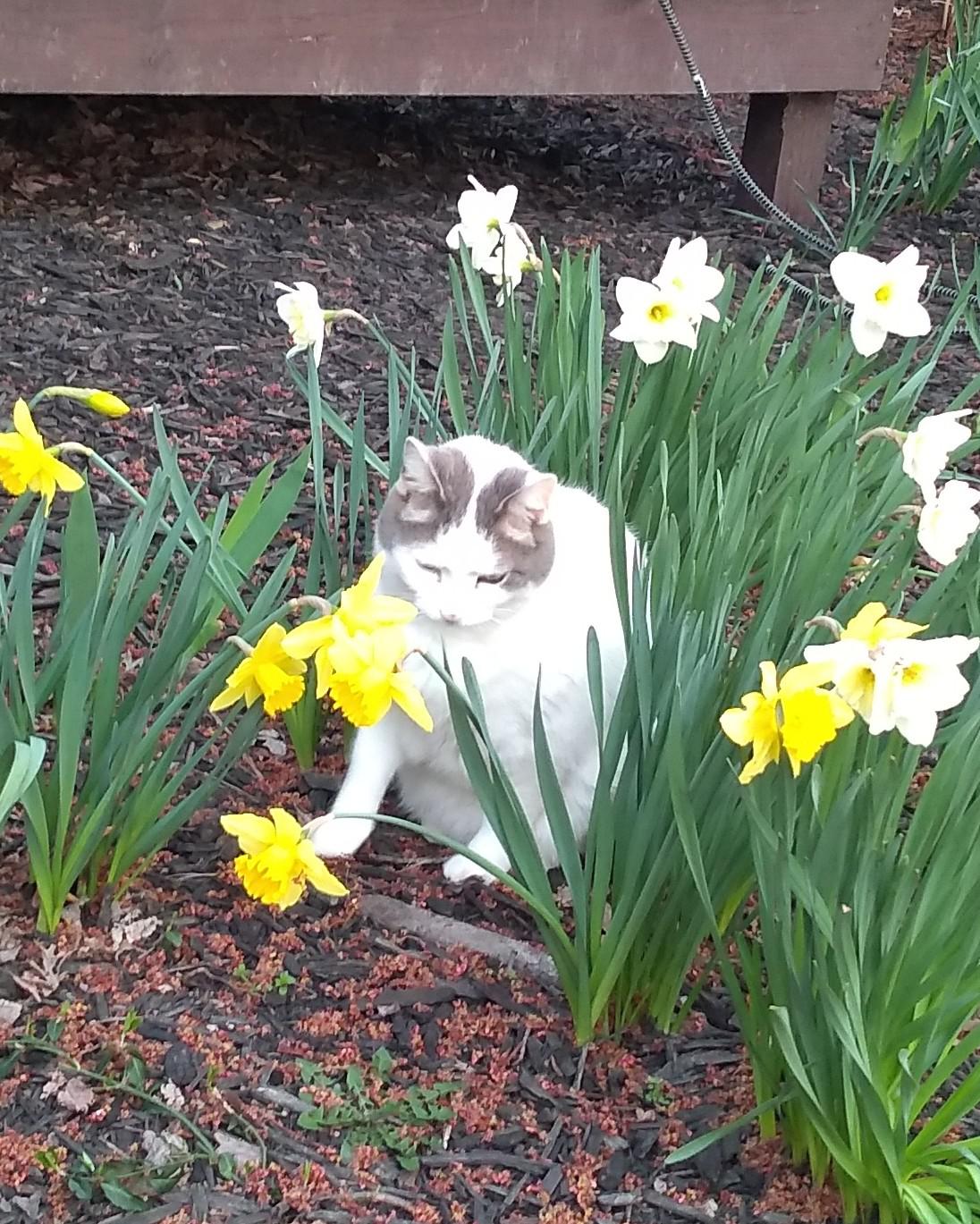 The spring cat trap is sprung! I caught this sweet boy. | Scrolller