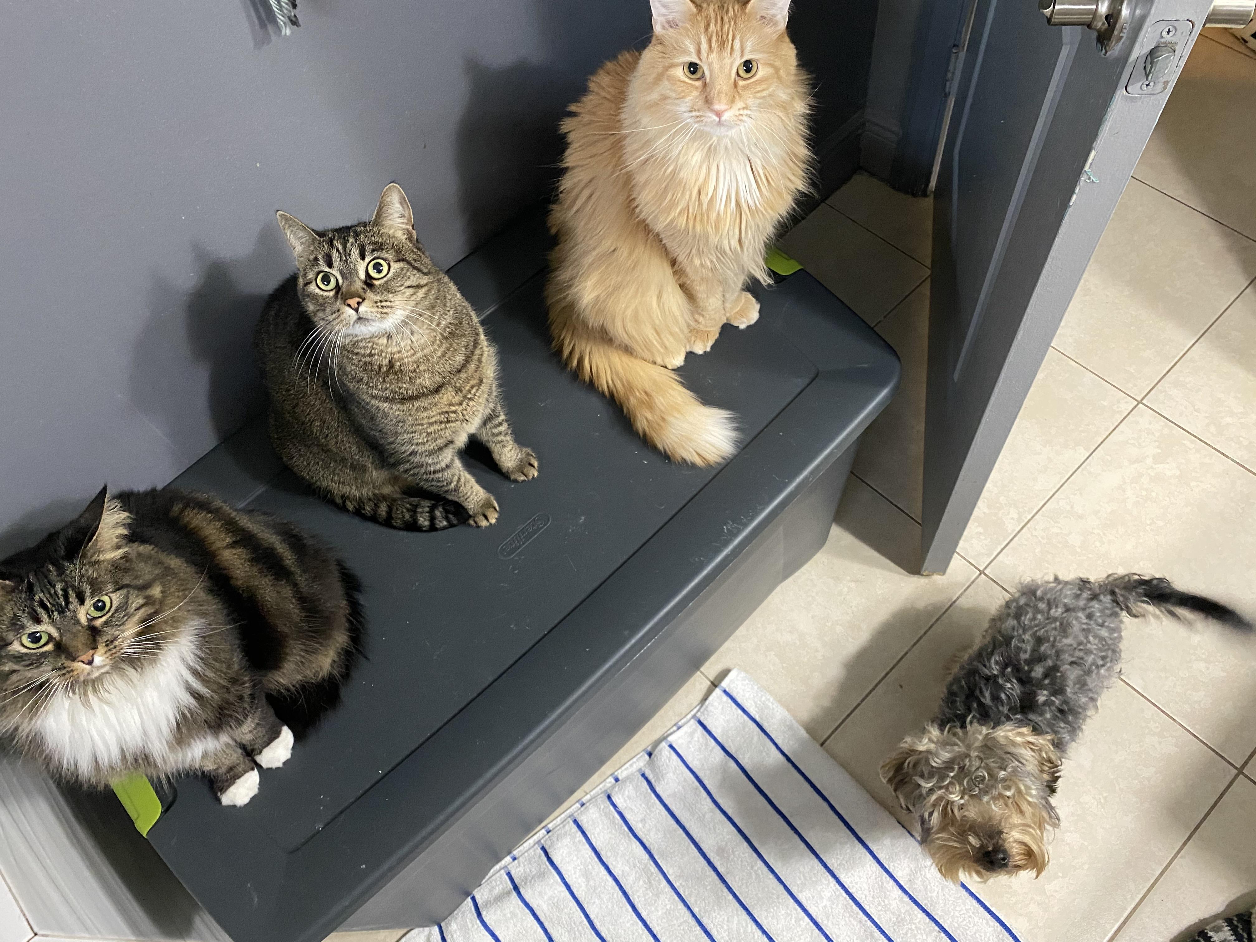 The squad | Scrolller