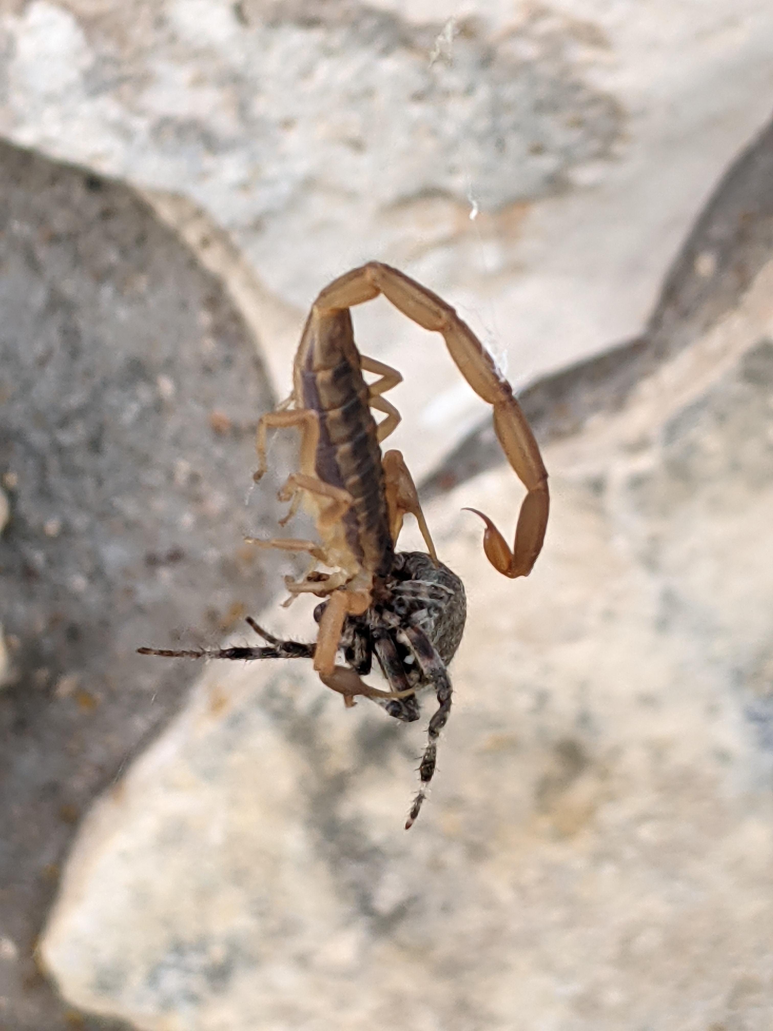 The standoff | Scrolller