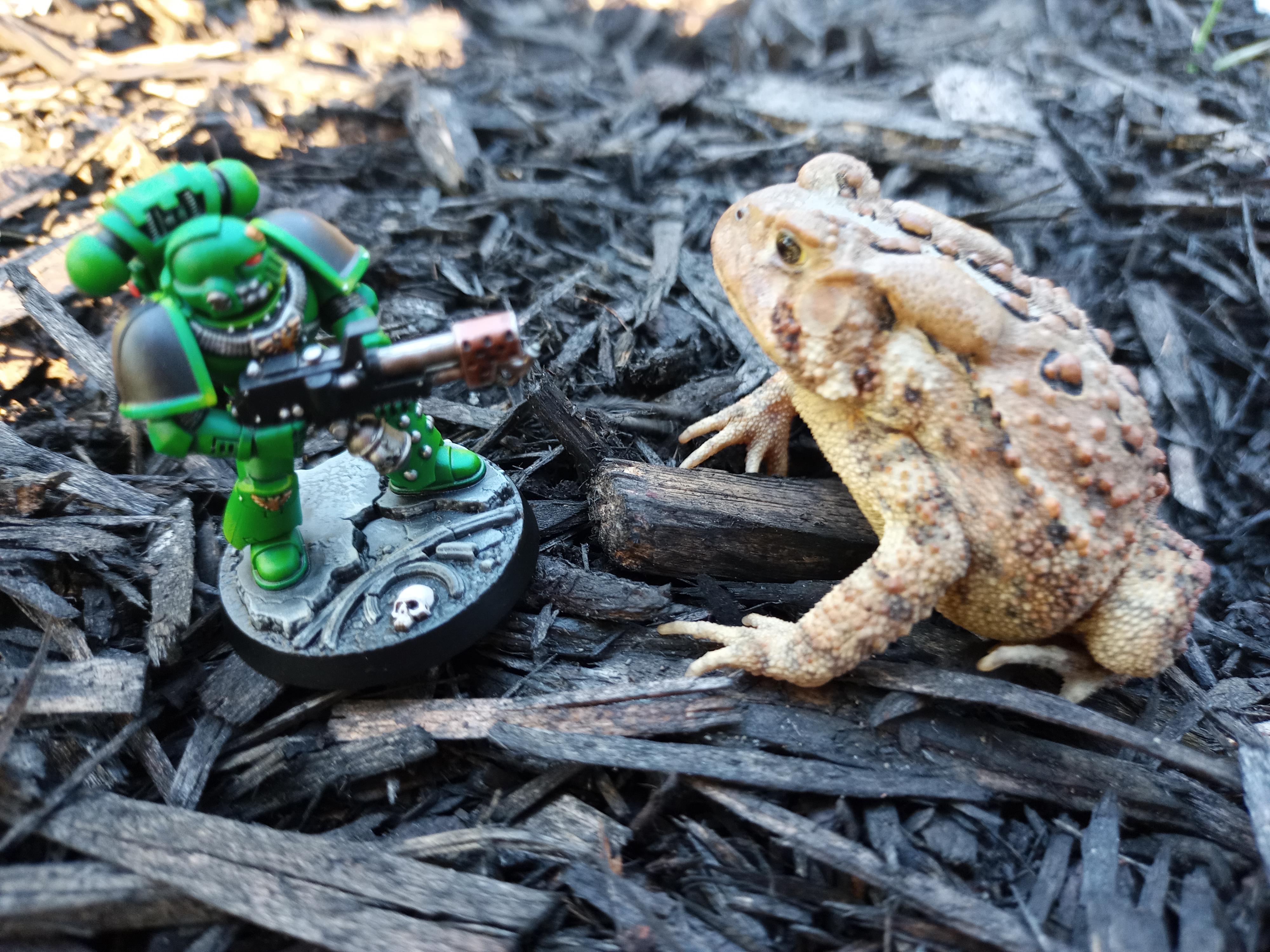 The toads keep coming to visit my models. | Scrolller